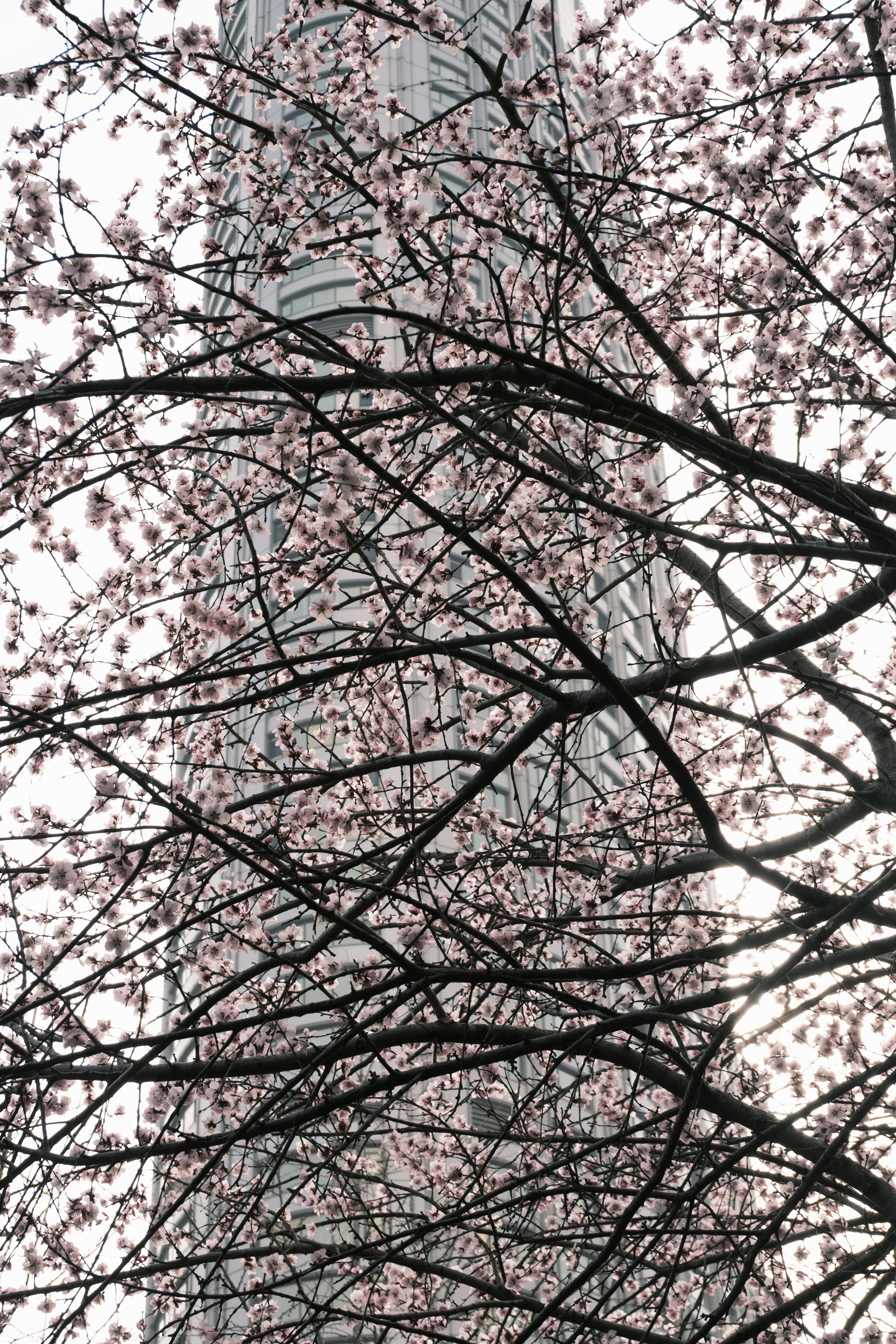 Petals Weave Through a Steel Spine: Cherry Blossoms Framing a Tower