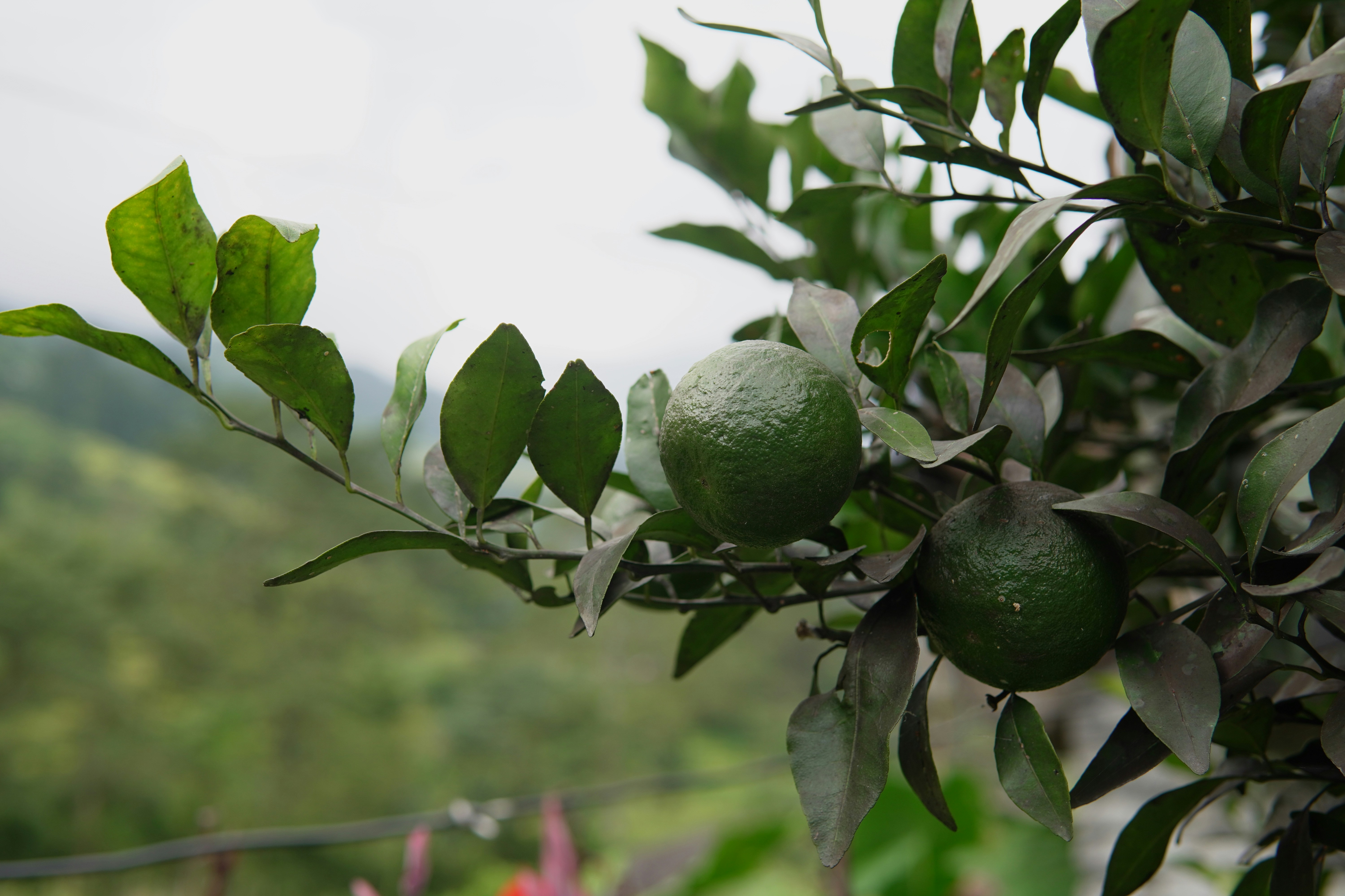 Close-Up Green Citrus on a Hillside Branch
