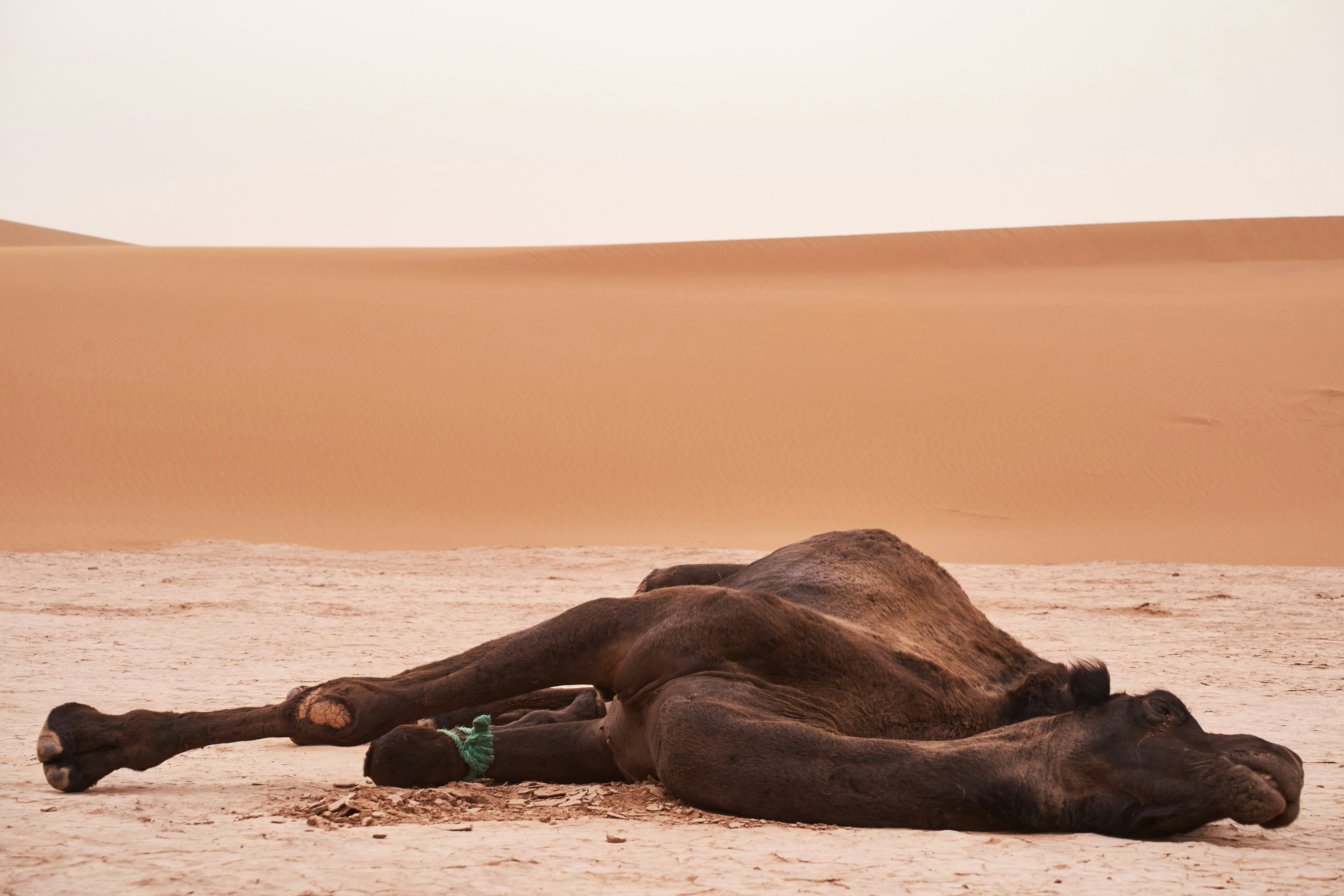 Desert Rest: A Dark Silhouette Amid Endless Dunes