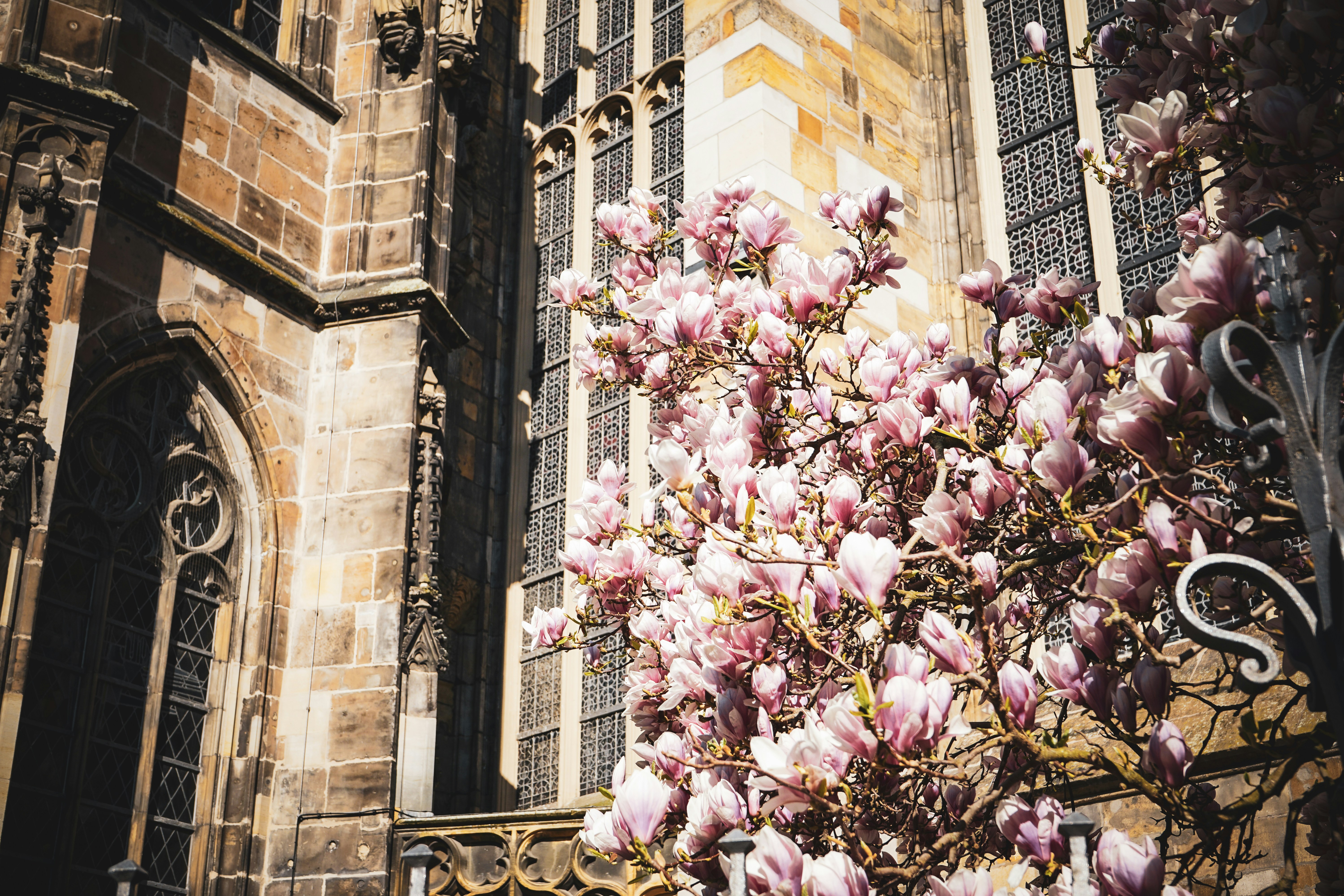 Blossoms Against Gothic Stone: A Garden Moment by the Cathedral