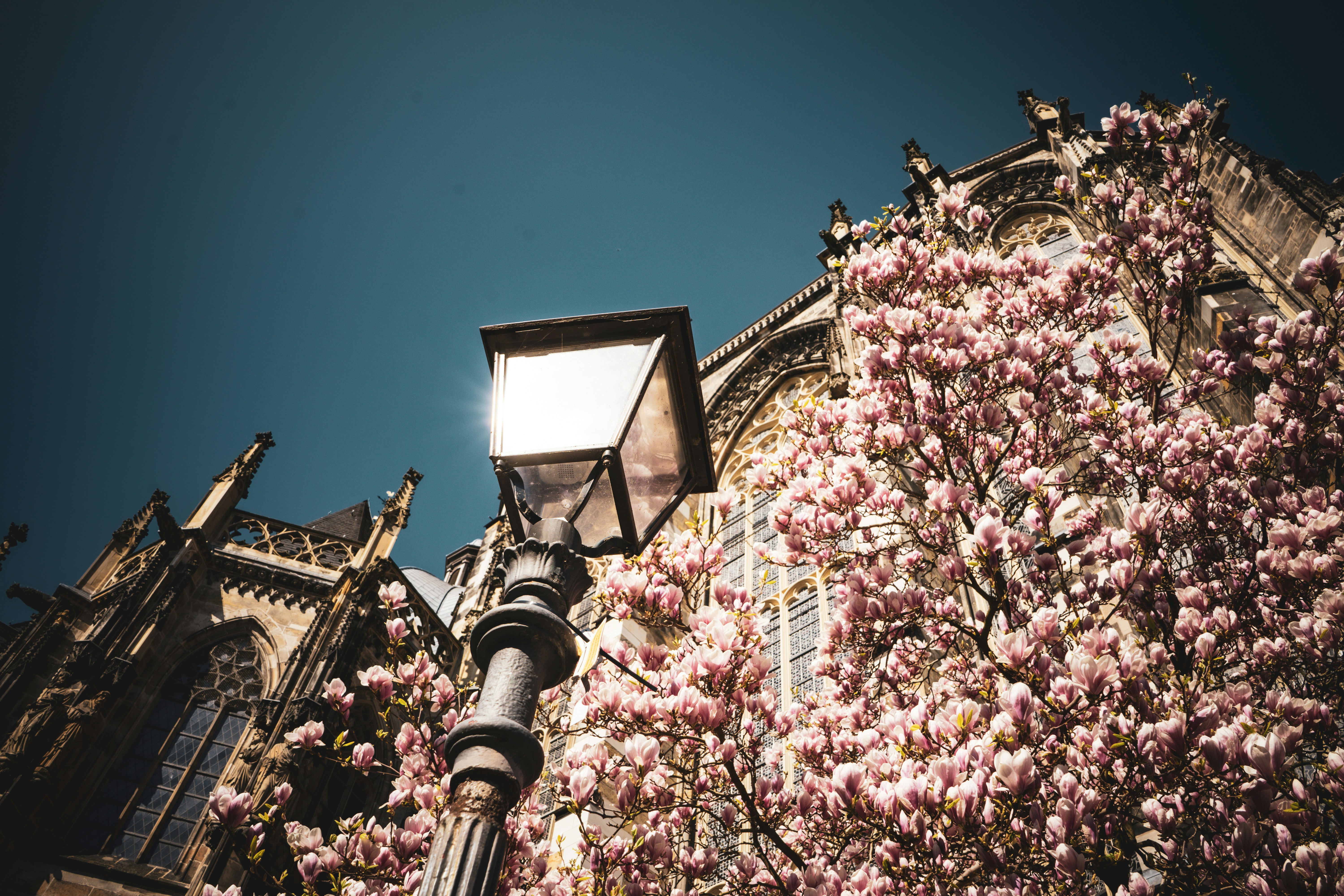 Lamp Post in Bloom: Pink Spring Framing a Gothic Cathedral