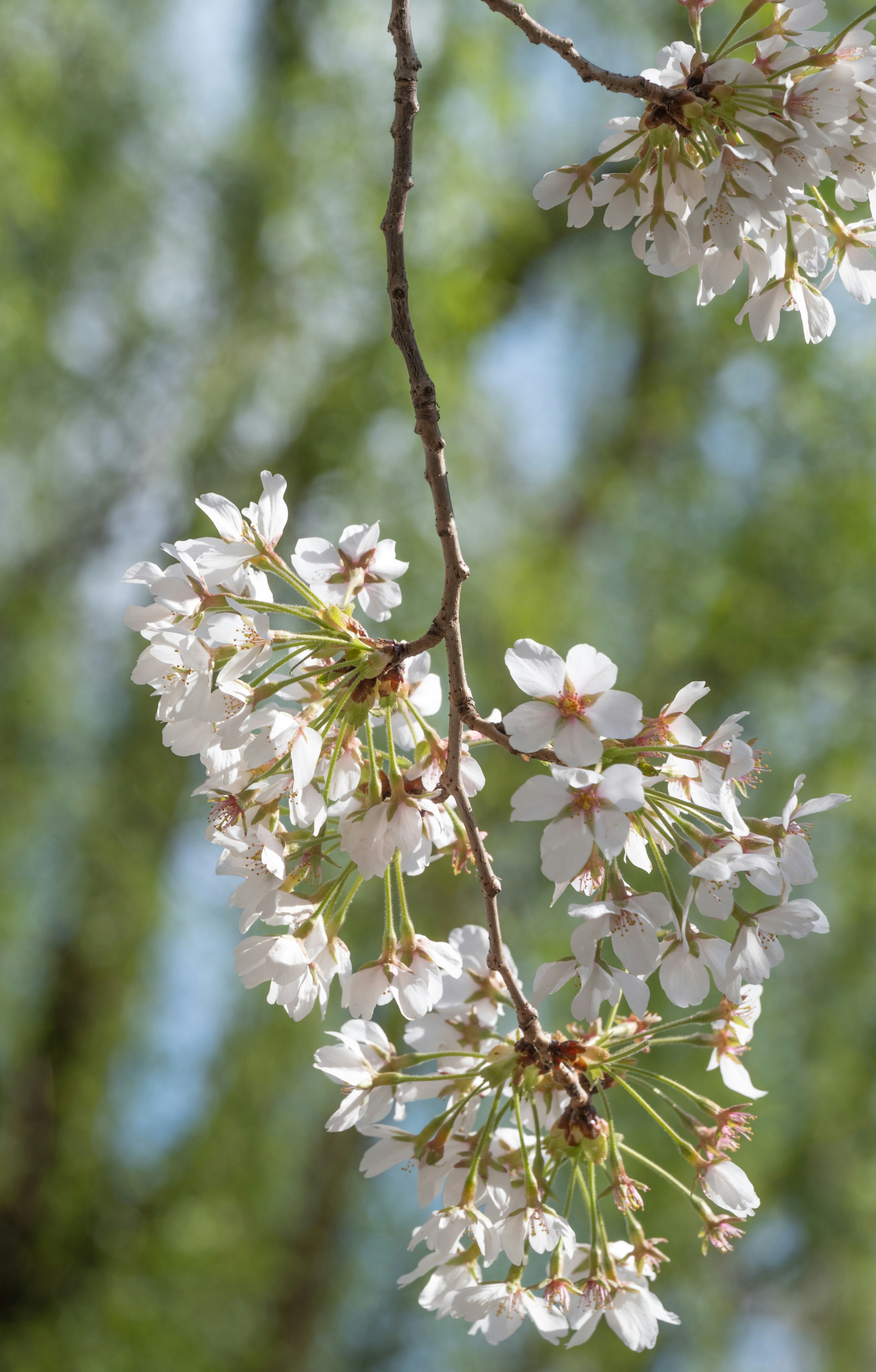 Sunlit Cherry Blossom Cluster on a Slender Branch