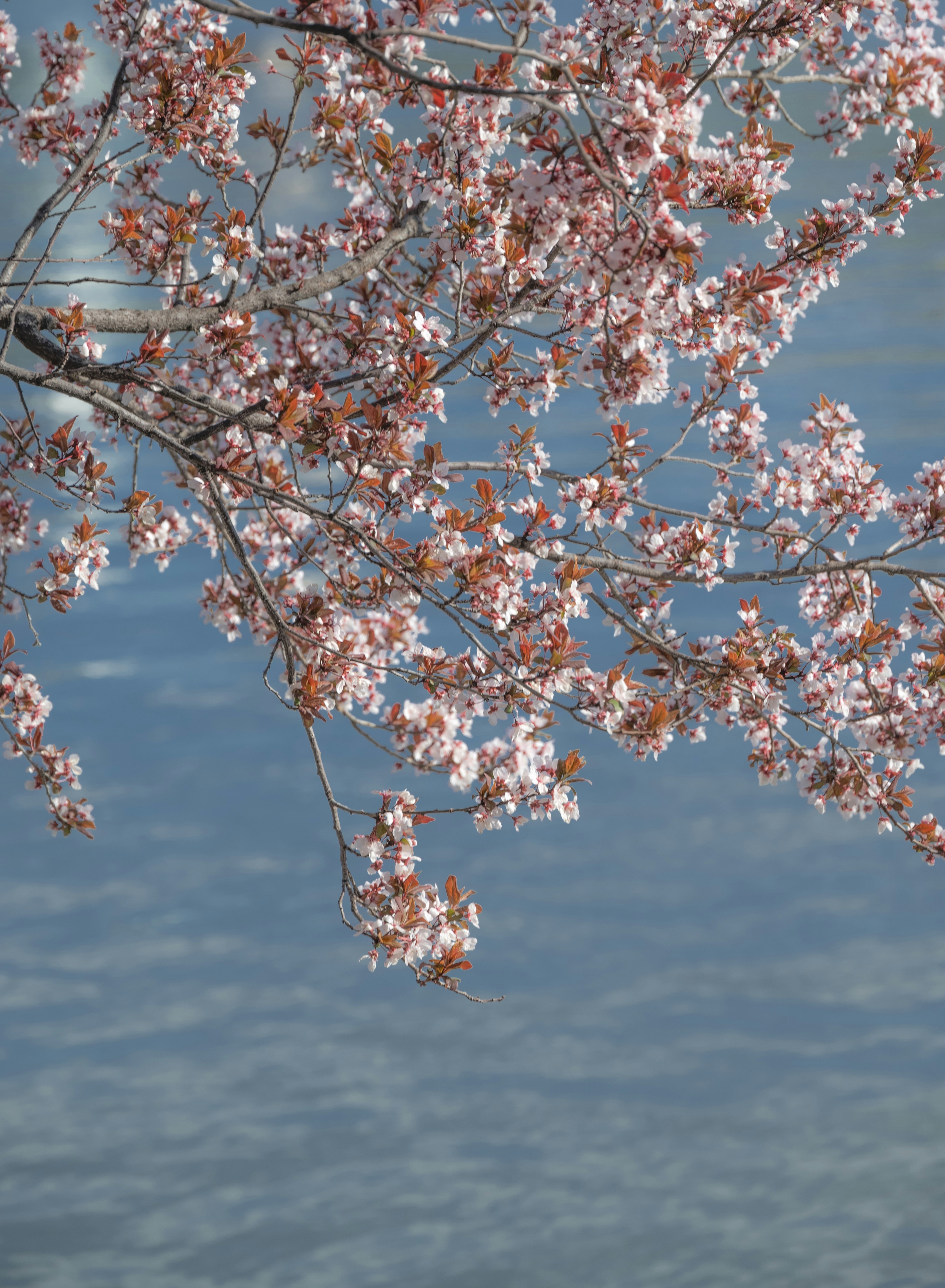 Petal-Framed Reflections Over a Tranquil Blue Lake