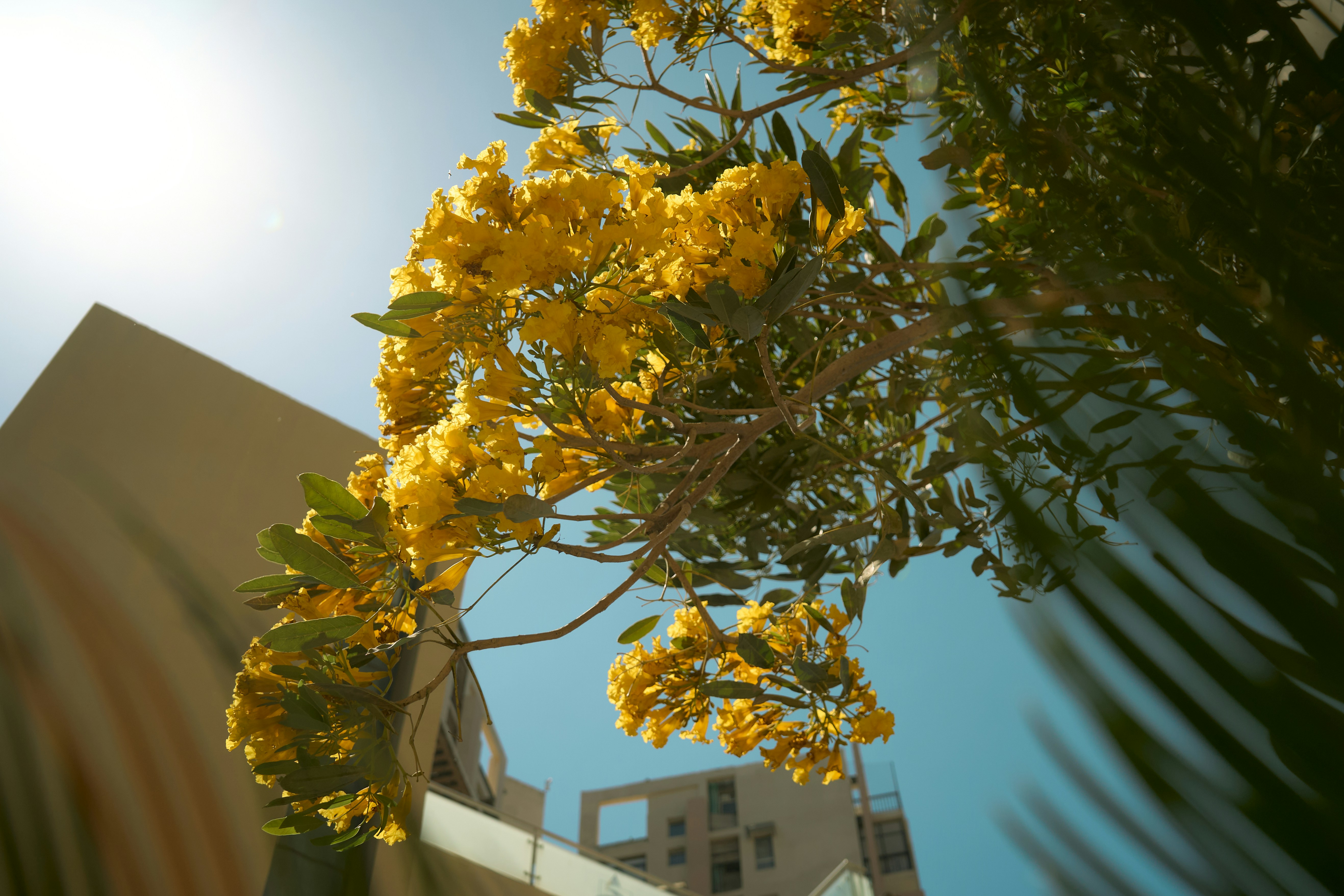 Low-Angle Jubilance: Yellow Blossoms Against a Sunlit Urban Canopy