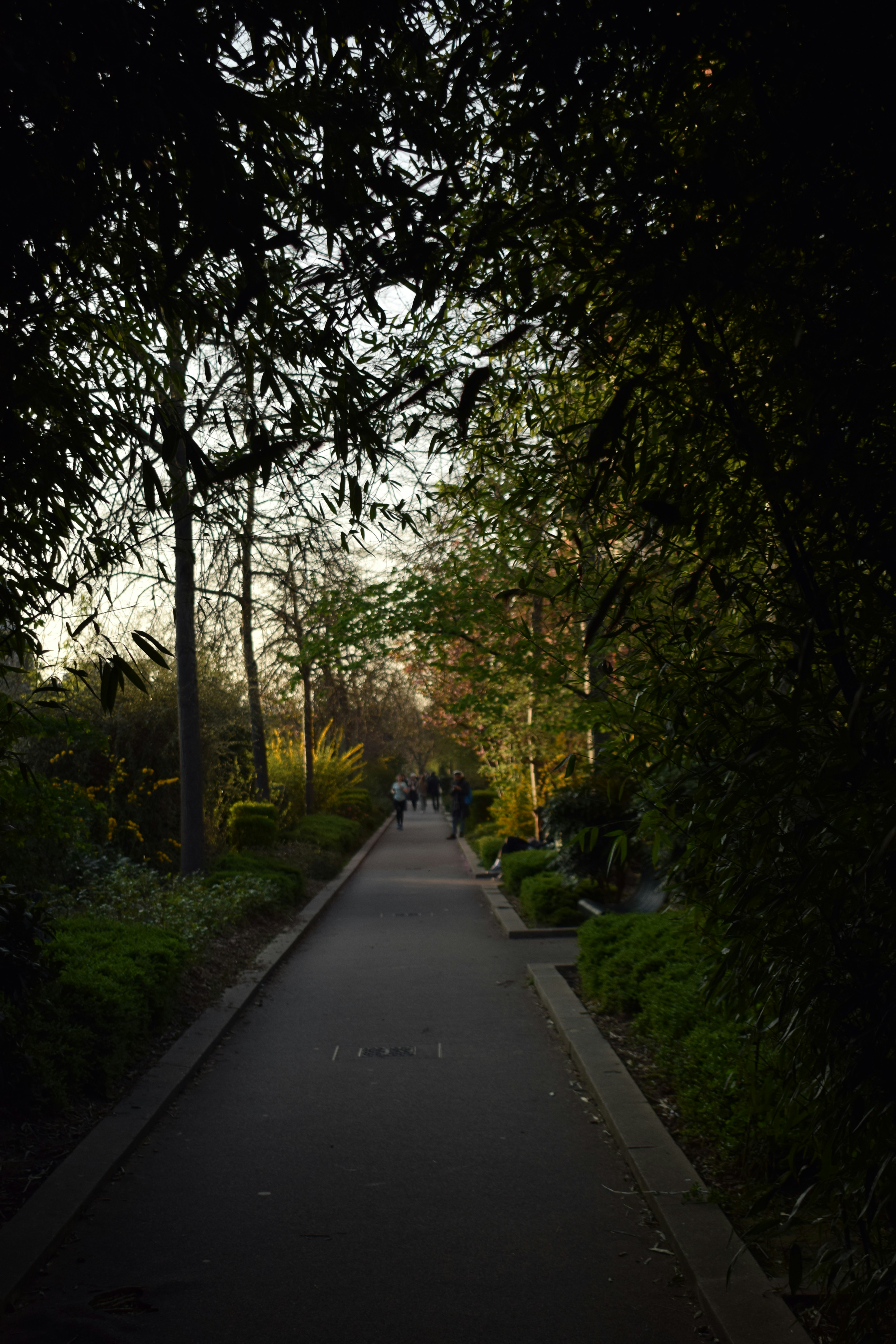 A dark path leads to the bright, sunny distance. photo – Free People ...