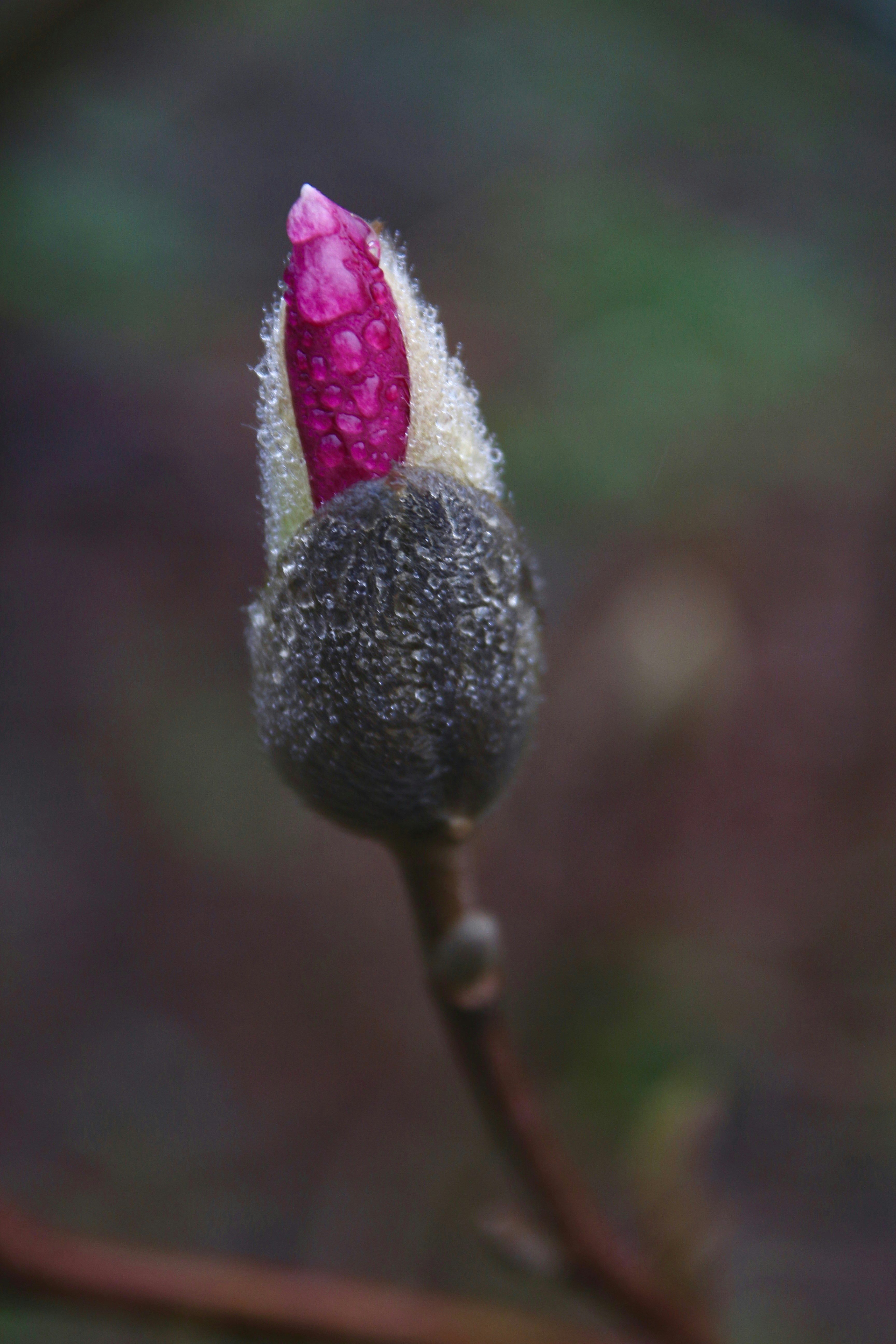 Frost-kissed Bud: A Macro Glimpse of a Pink Tip Emerging