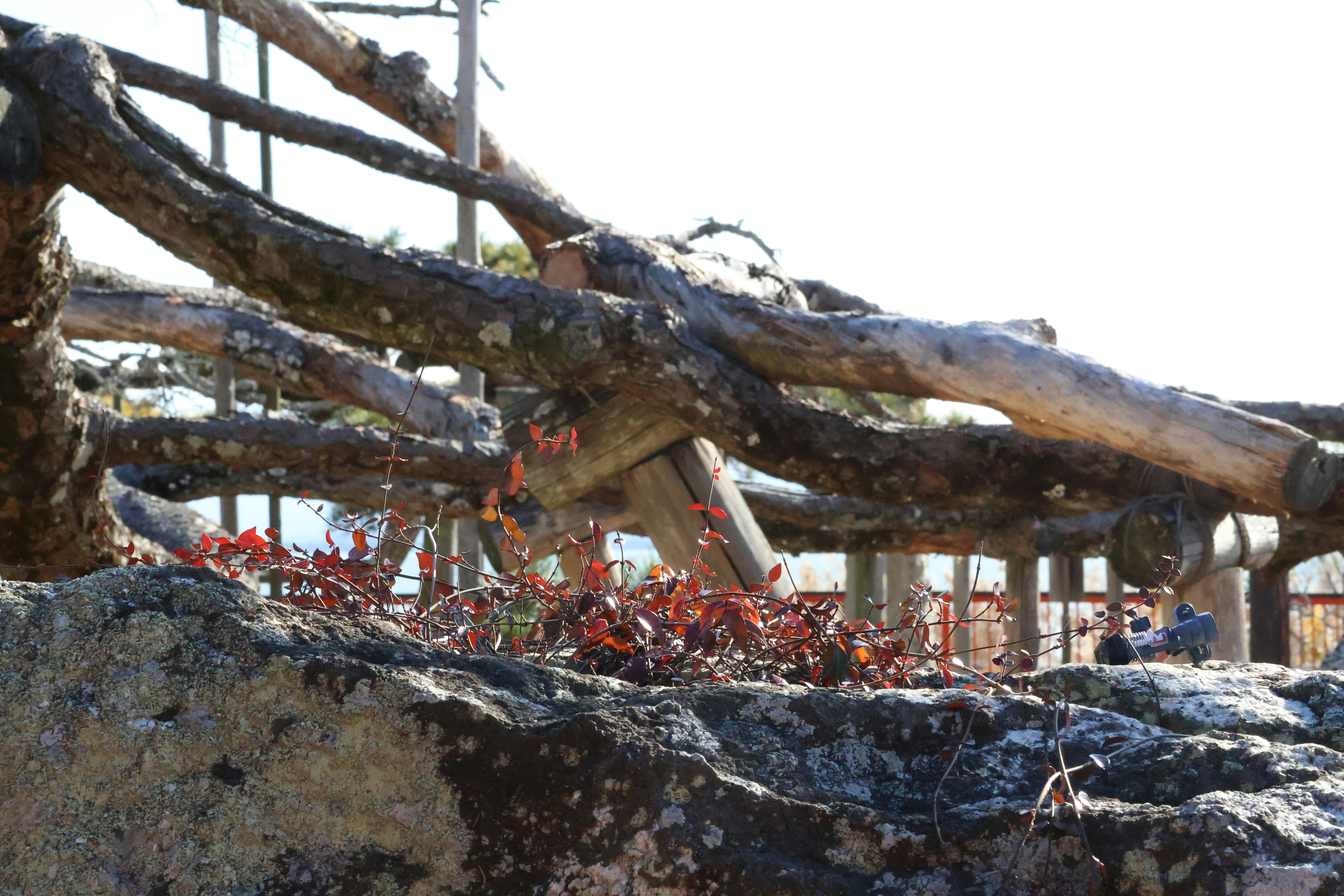 Red Foliage Framed by Weathered Log Arches Over a Rugged Rock Foreground
