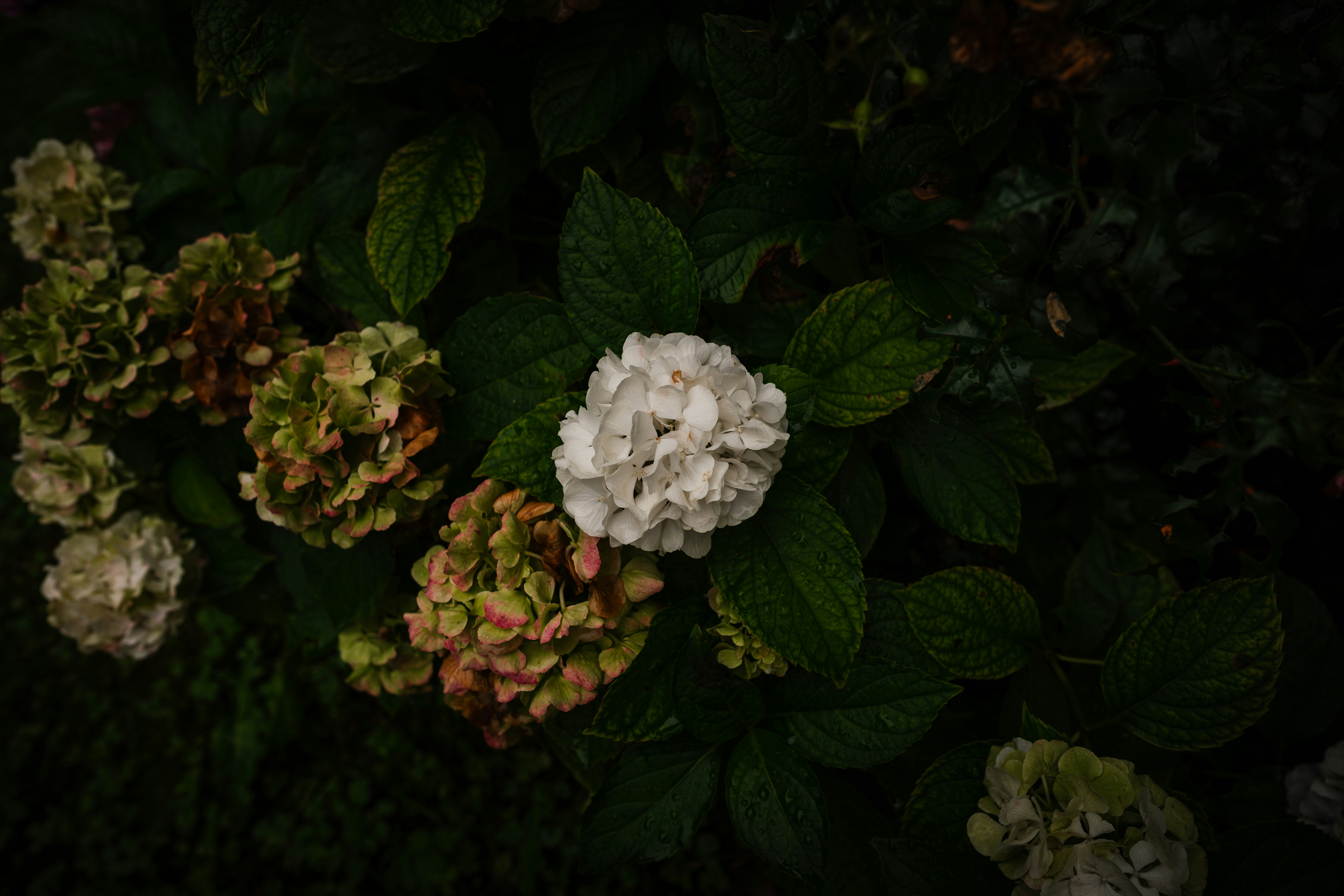 Hydrangeas are blooming with dark, green leaves. photo – Free Image on ...