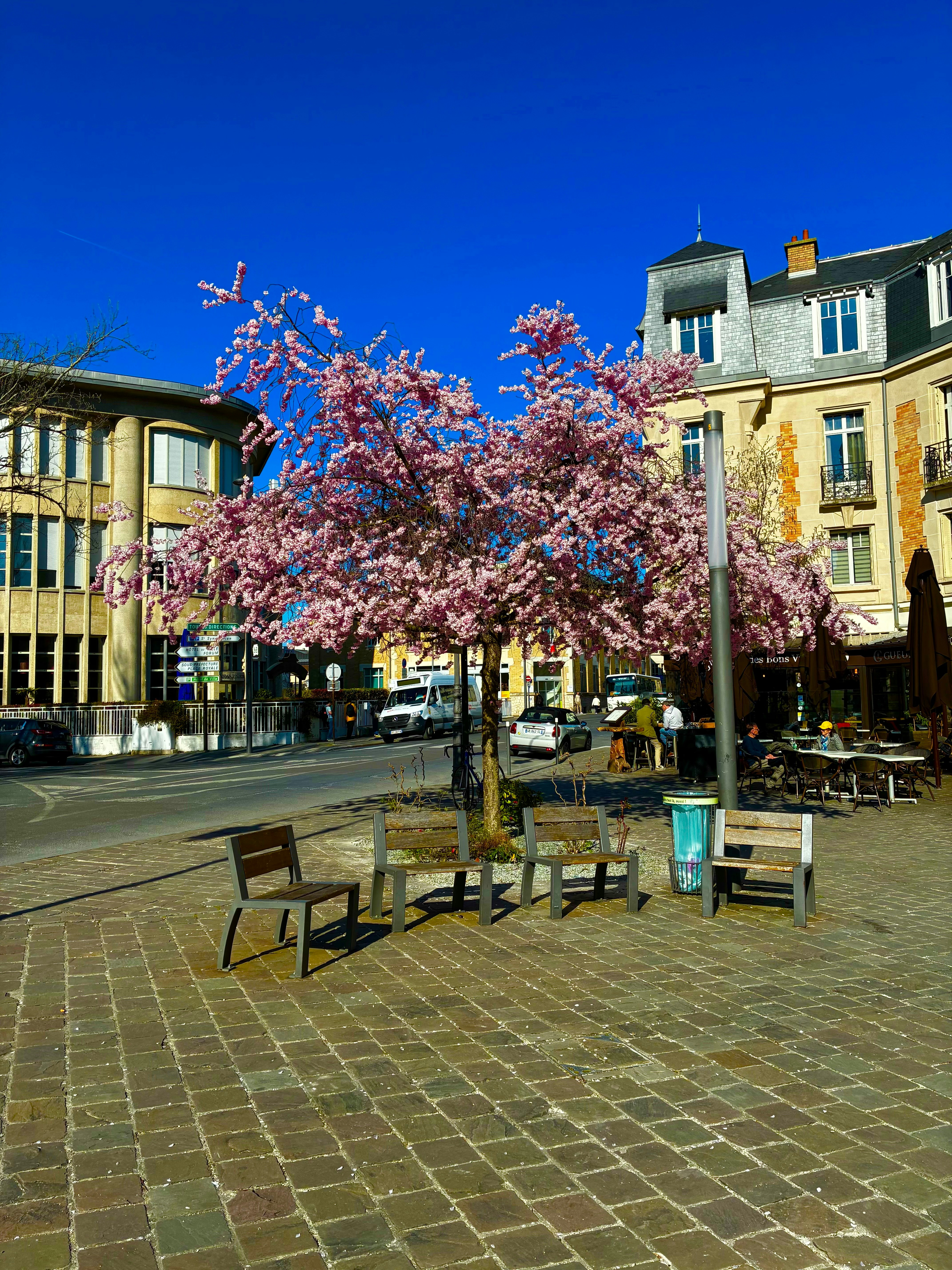 Cherry blossom tree in full bloom surrounded by quaint seating in a lively urban square.
