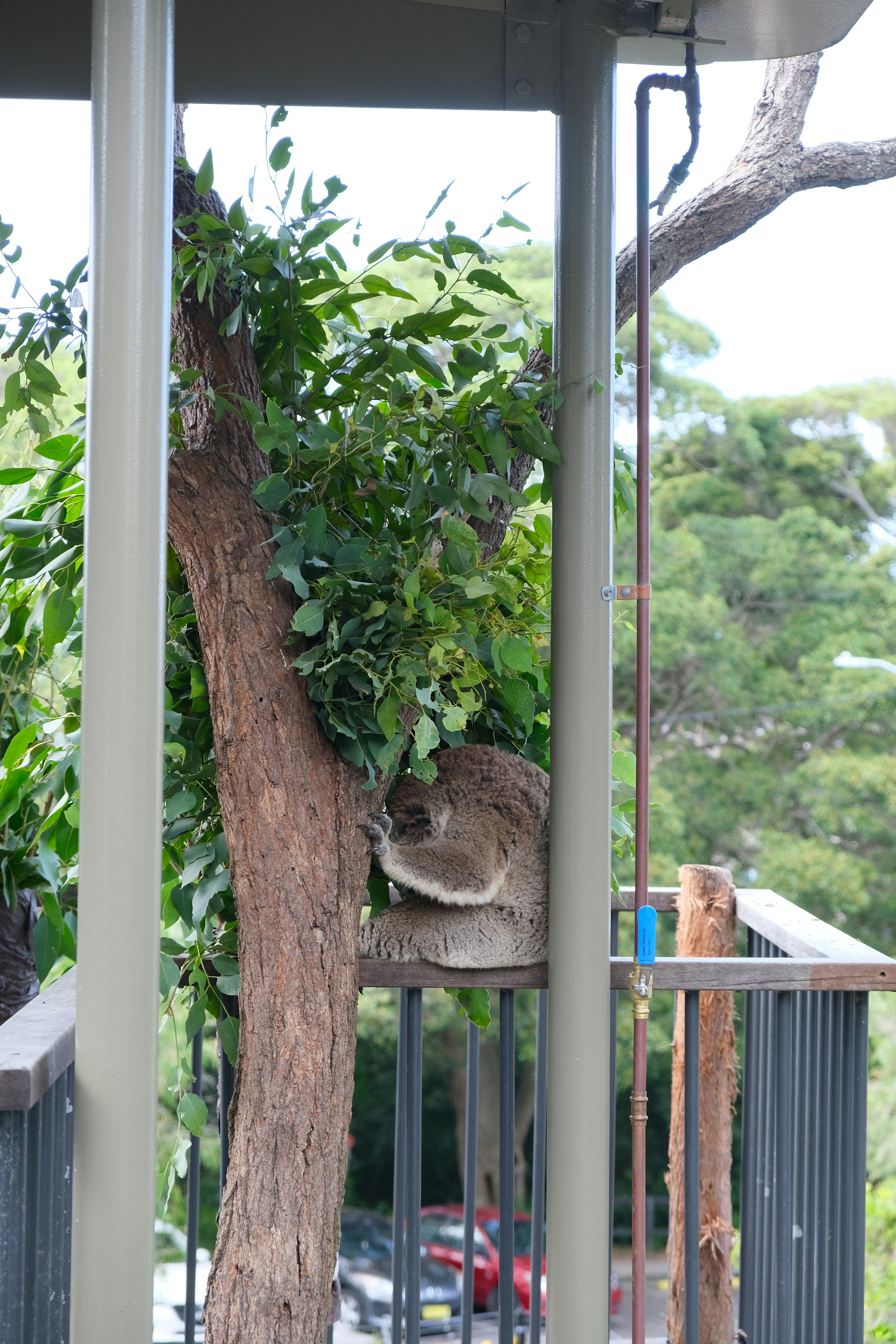 Cozy Koala Nest in a Park Balcony Framing