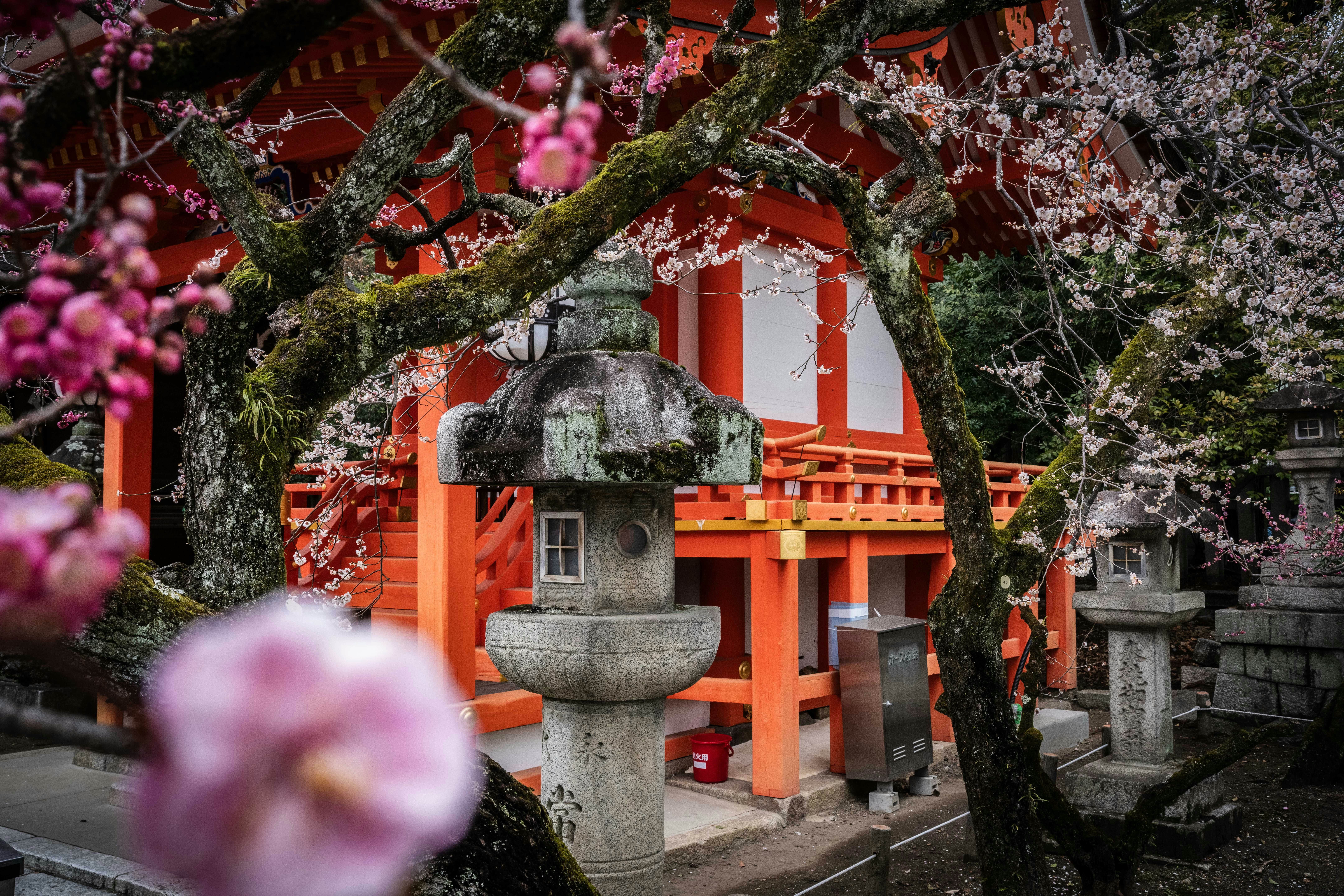 Petal-veiled Lanterns: Framing a Vermilion Shrine Gate in Bloom