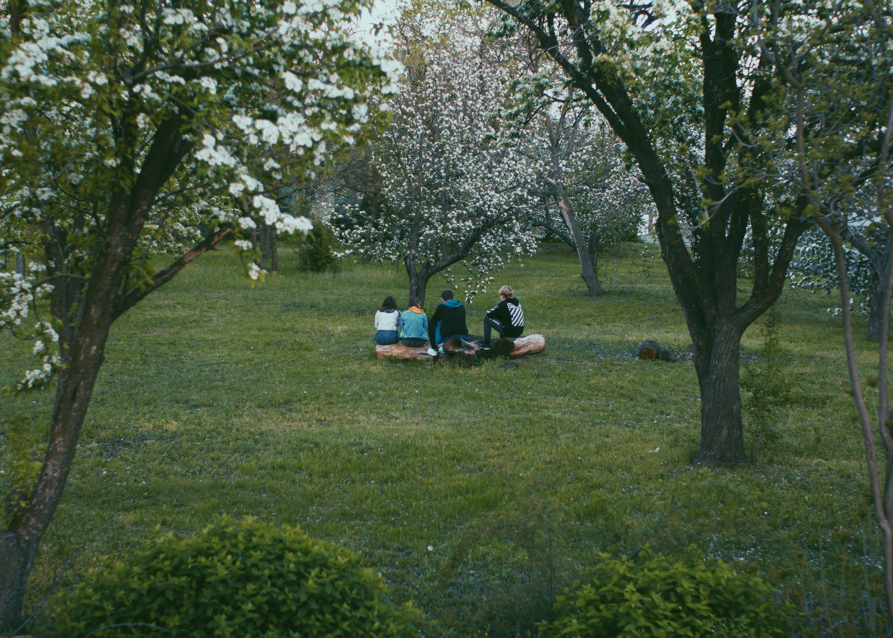 People sit around a circle in a flowered orchard. photo – Free Forest ...