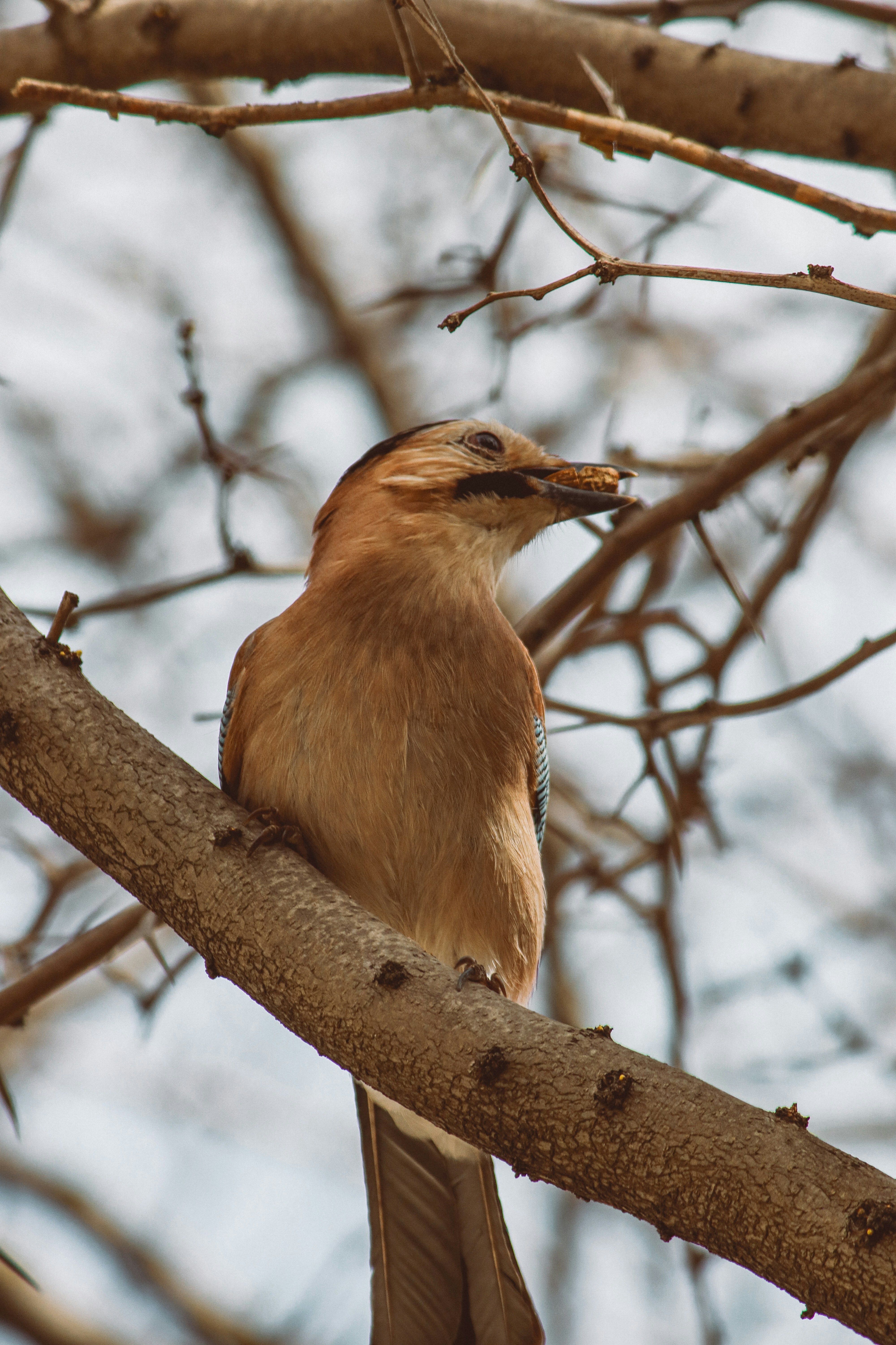 Nibble Pause: A Brown Songbird on a Winter Branch