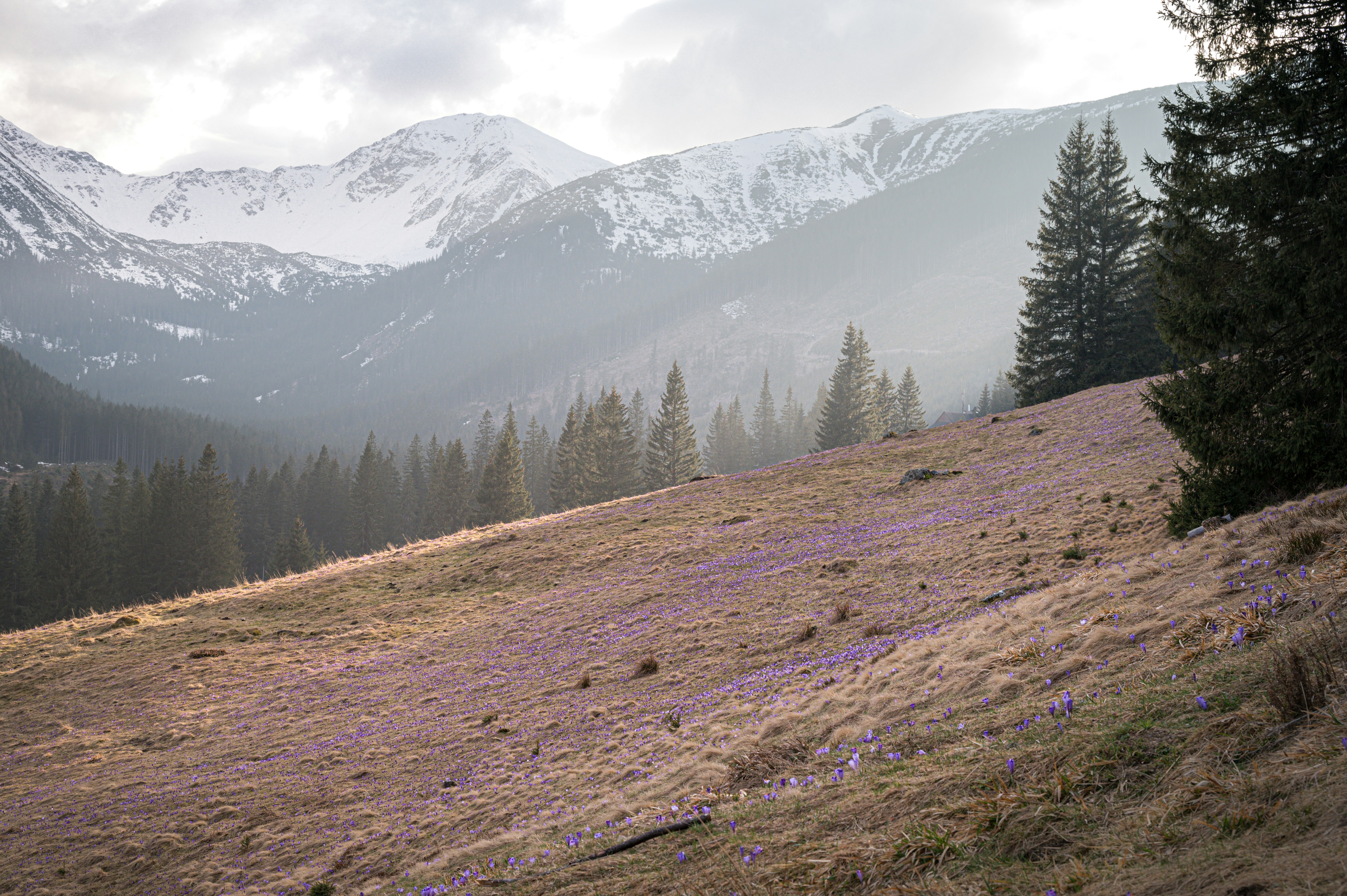 Mountains with snow and flowers in the field. photo – Free Wallpaper ...