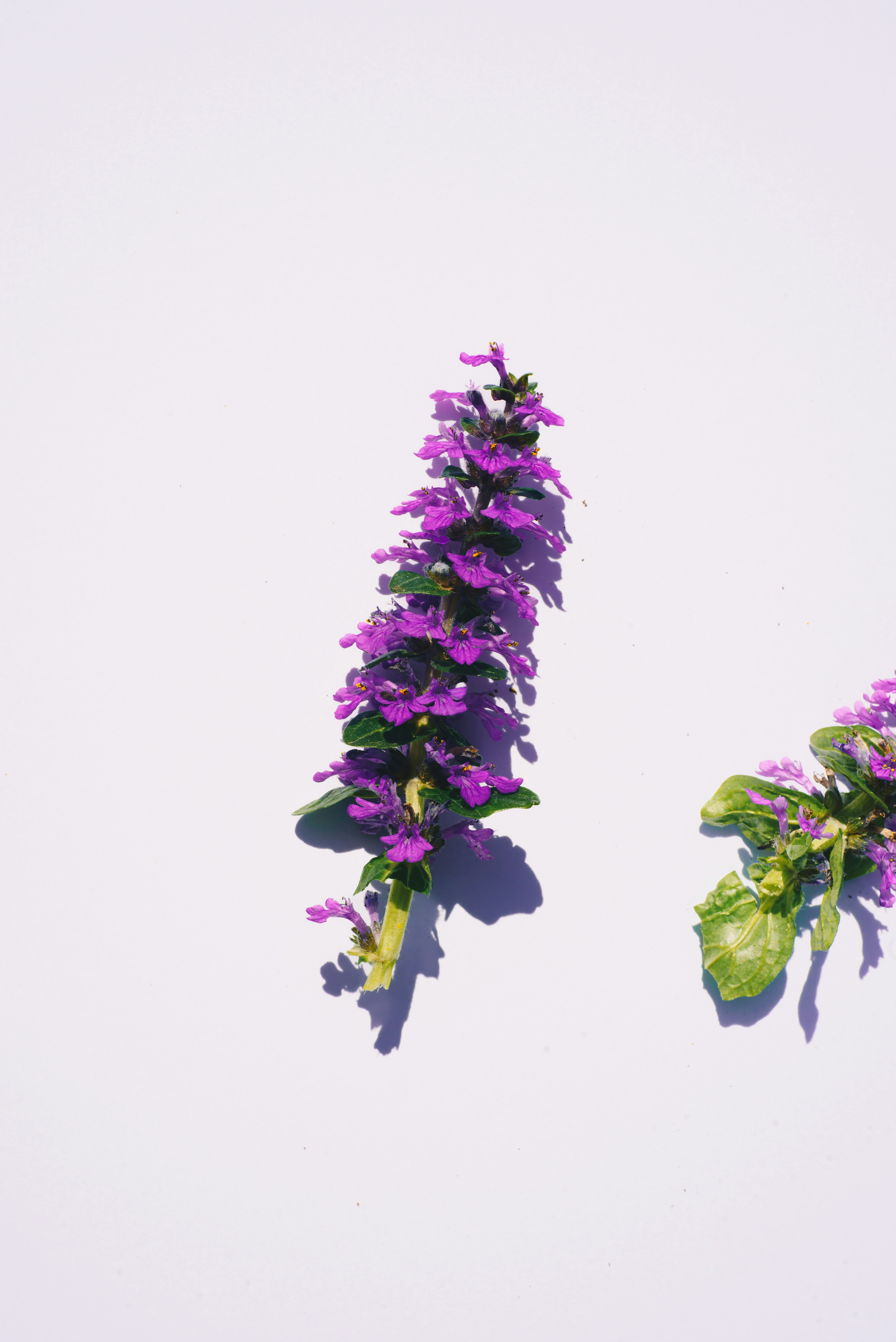 Purple Flower Spike Against Pure White: A Minimal Botanical Study