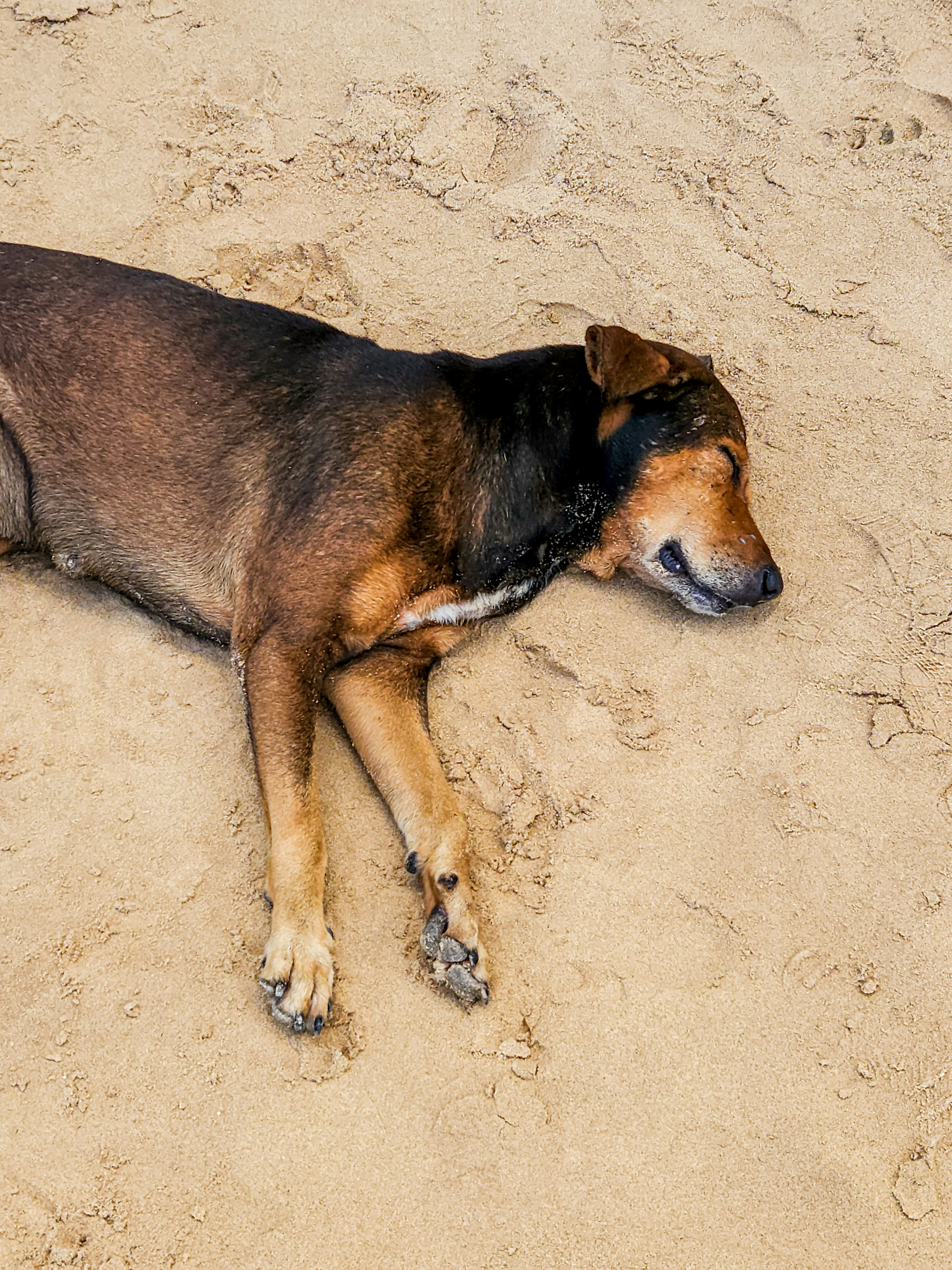 A dog naps peacefully on the sand. photo – Free Beach Image on Unsplash
