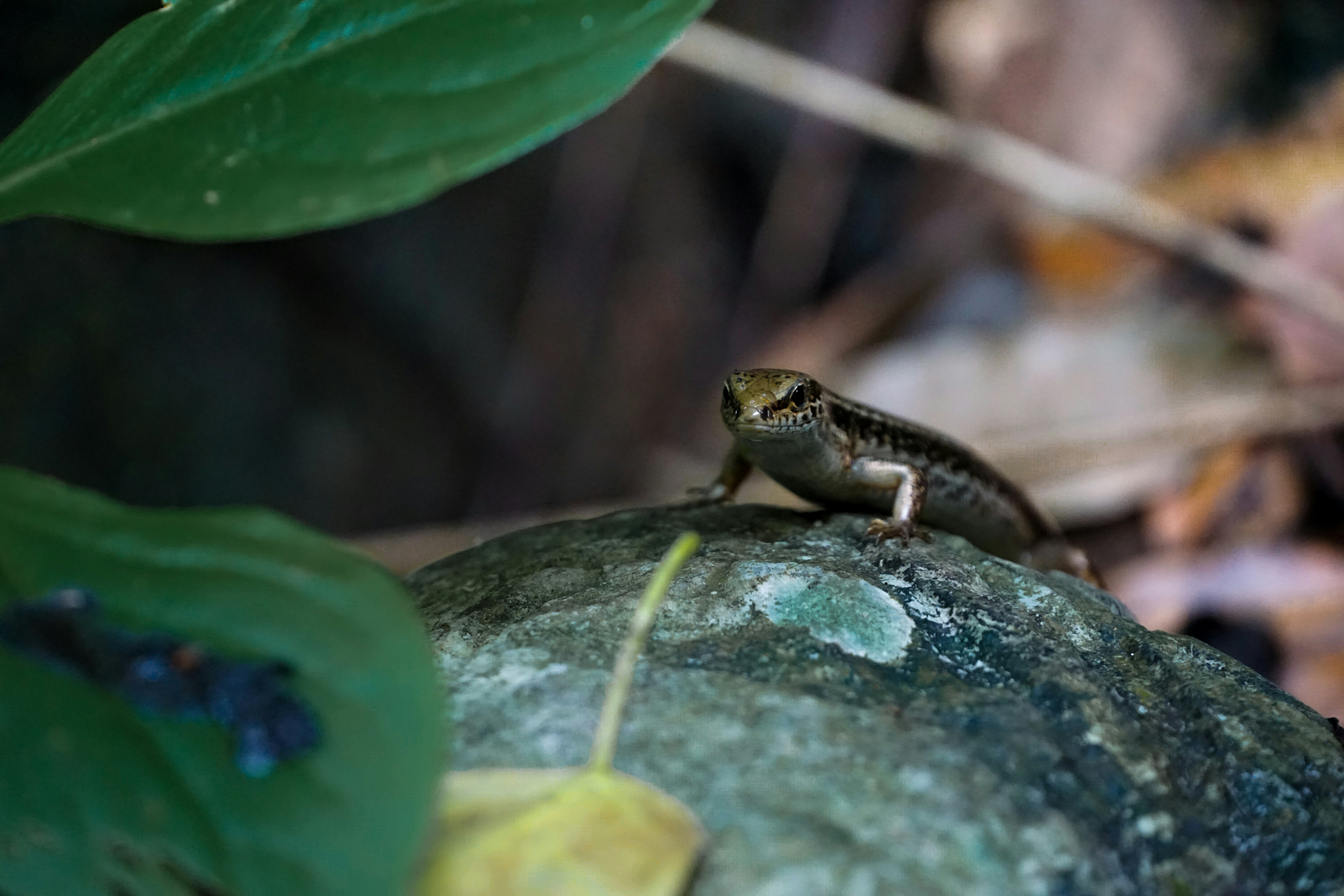 Lizard on a Mossy Rock: a Quiet Sentinel in Dappled Light