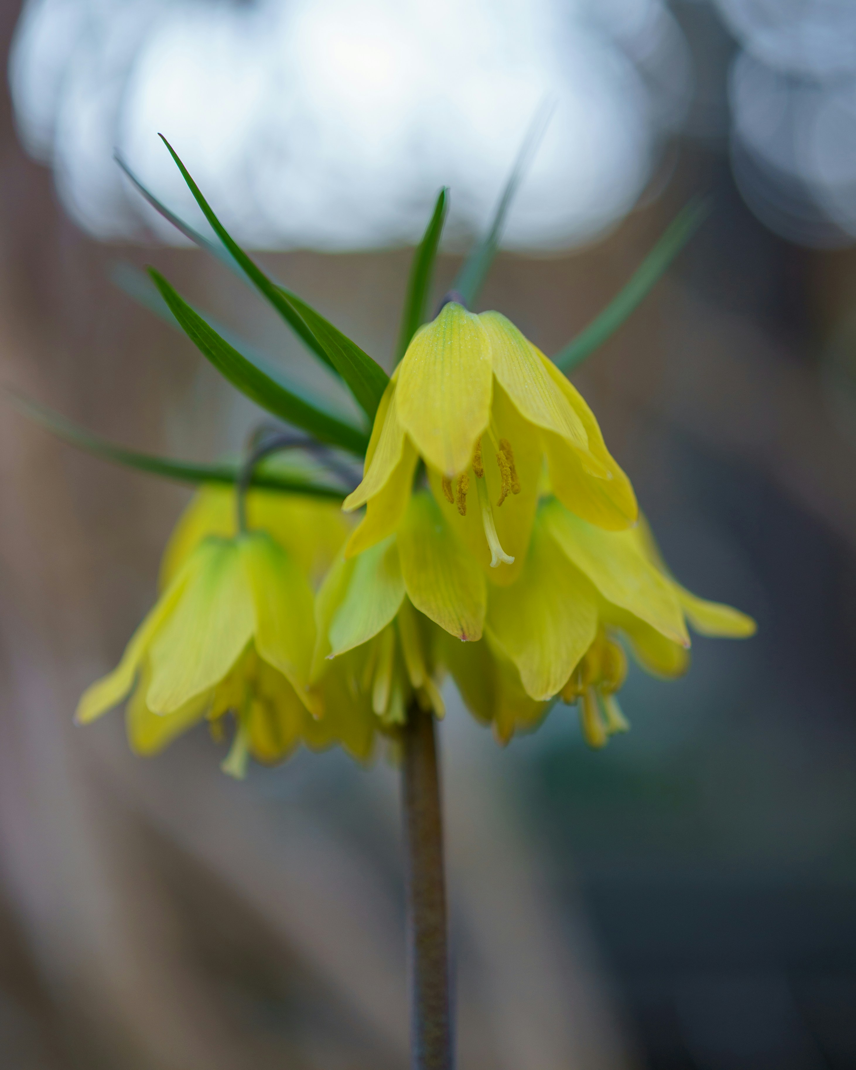 Sunlit Yellow Bellflower: a Close-Up Study in Subtle Depth of Field