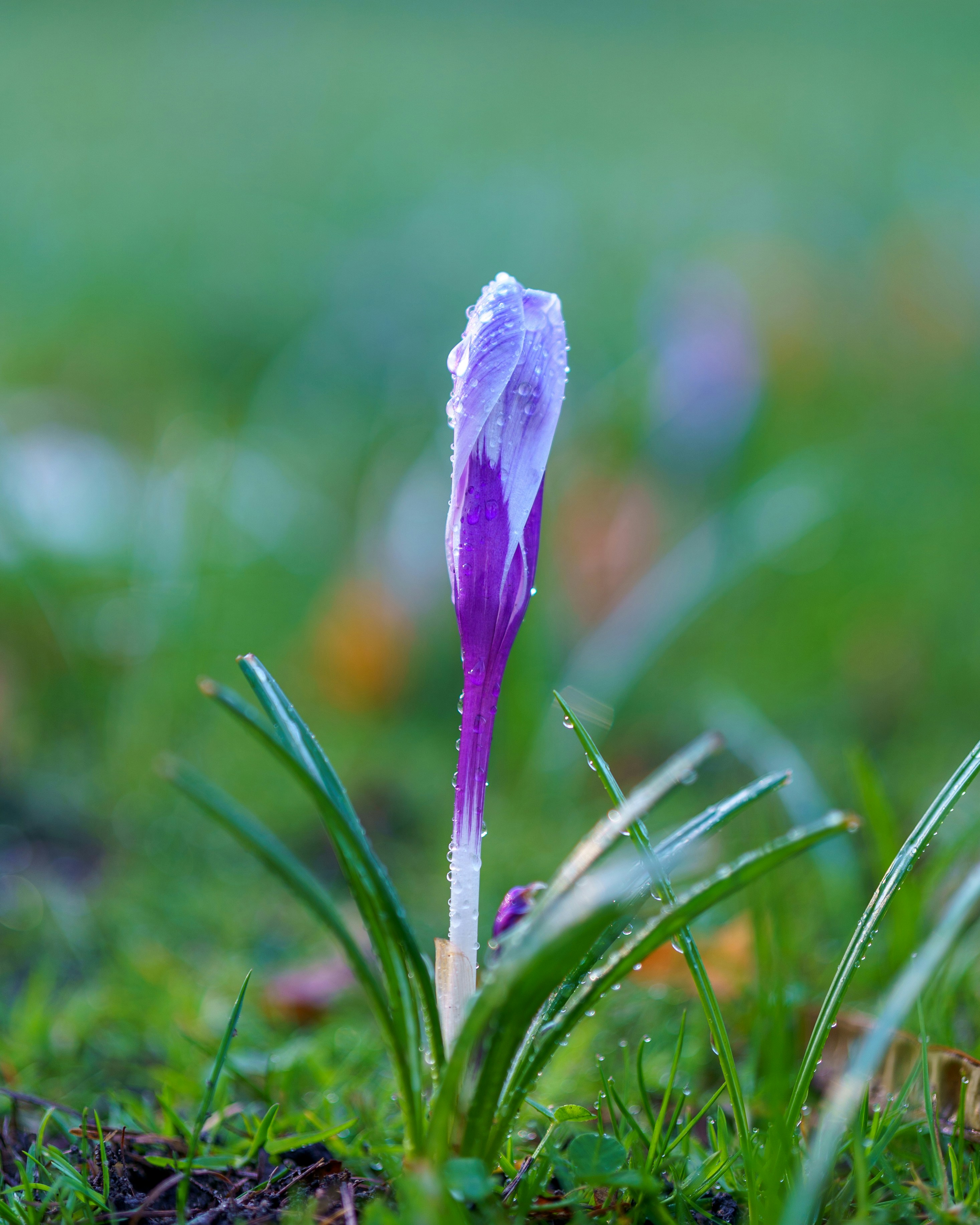 Dew-Kissed Crocus Bud in a Quiet Meadow