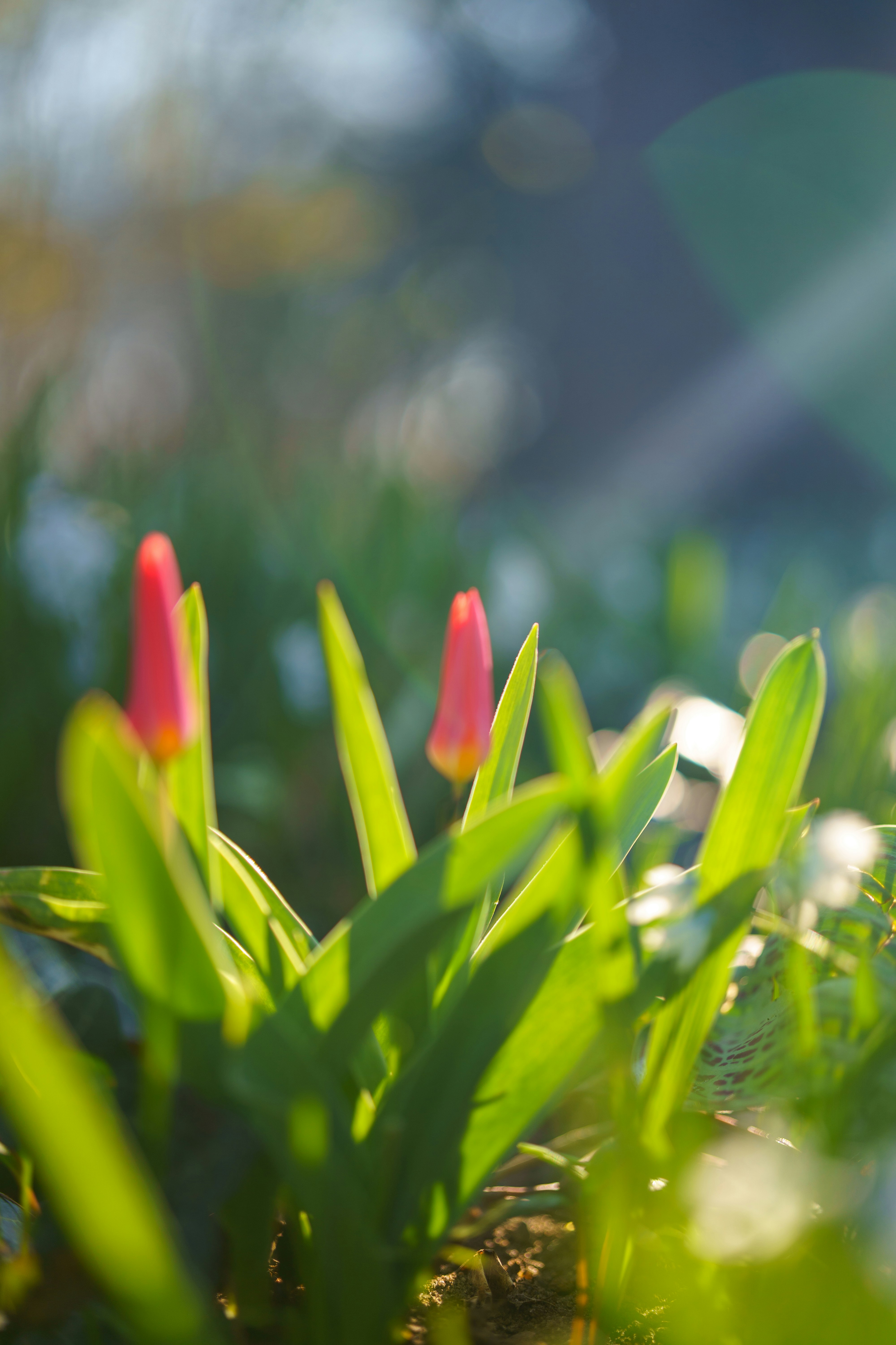 Red tulip buds emerge from green leaves. photo – Free Flowers Image on ...
