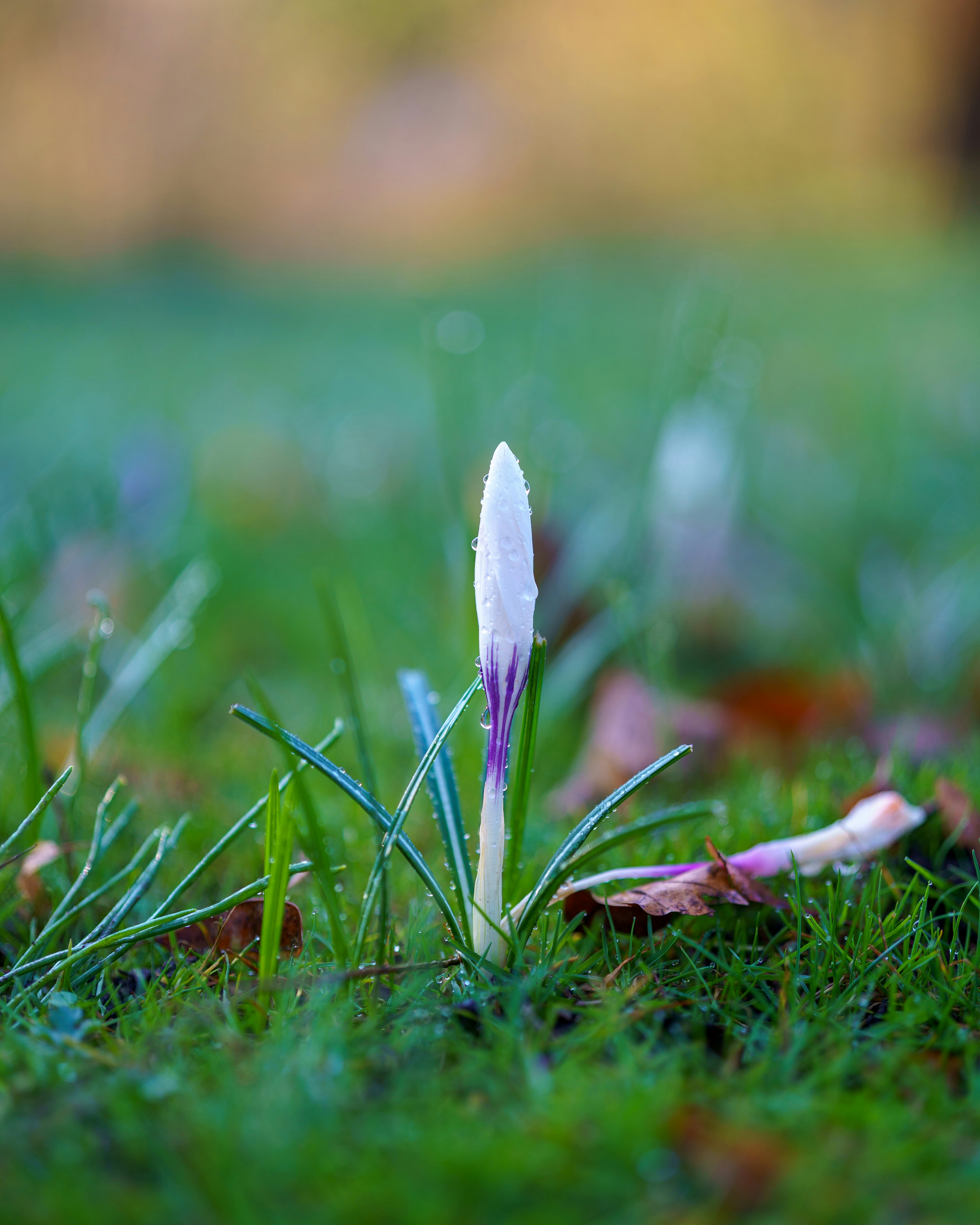 A single crocus flower blooms in the grass. photo – Free Flowers Image ...