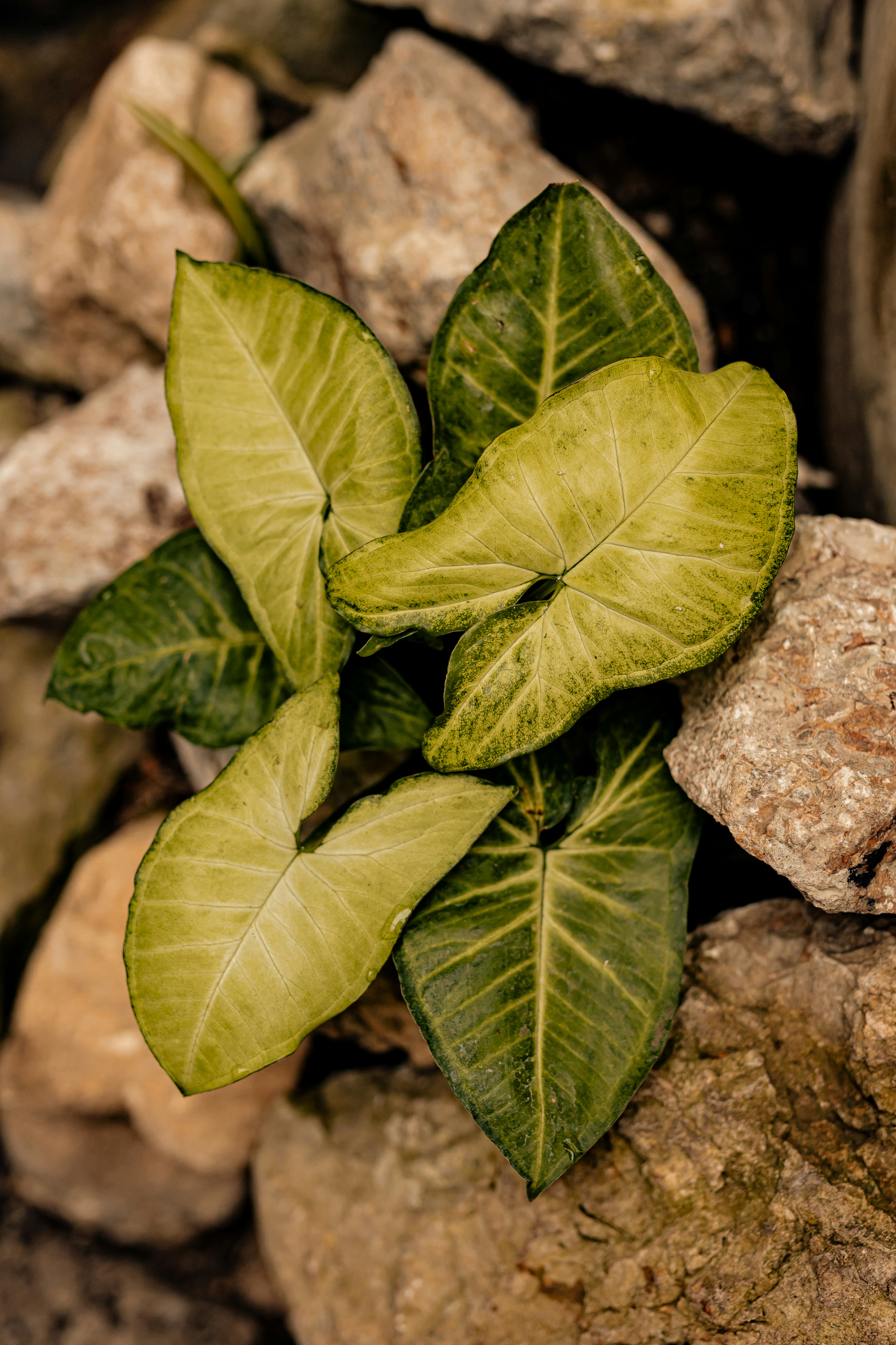Emerald Veins Among Rough Stone: A Macro Portrait of Leaves
