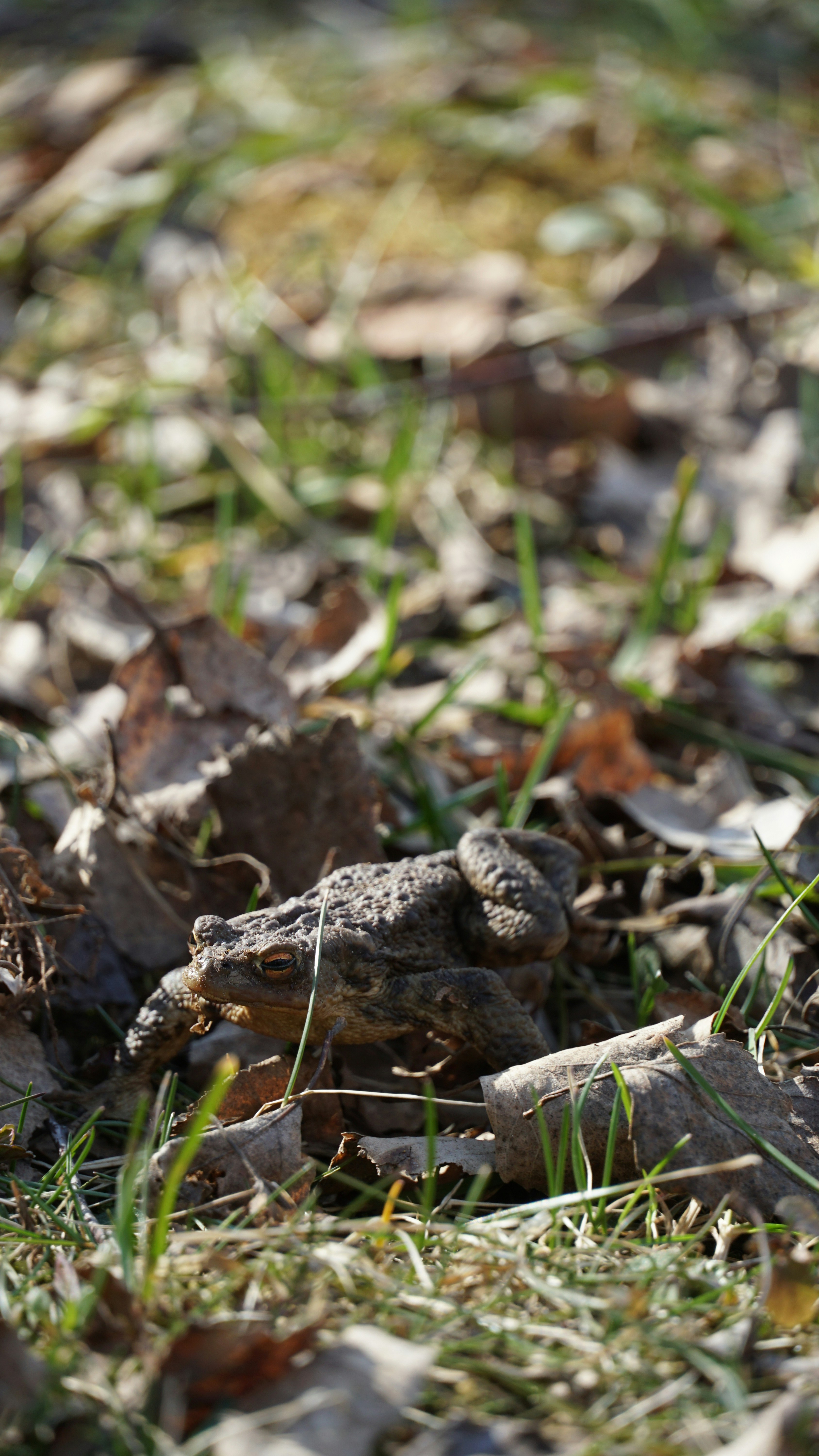 Dappled Groundwatch: A Camouflaged Toad Burrowed in Leaf Litter