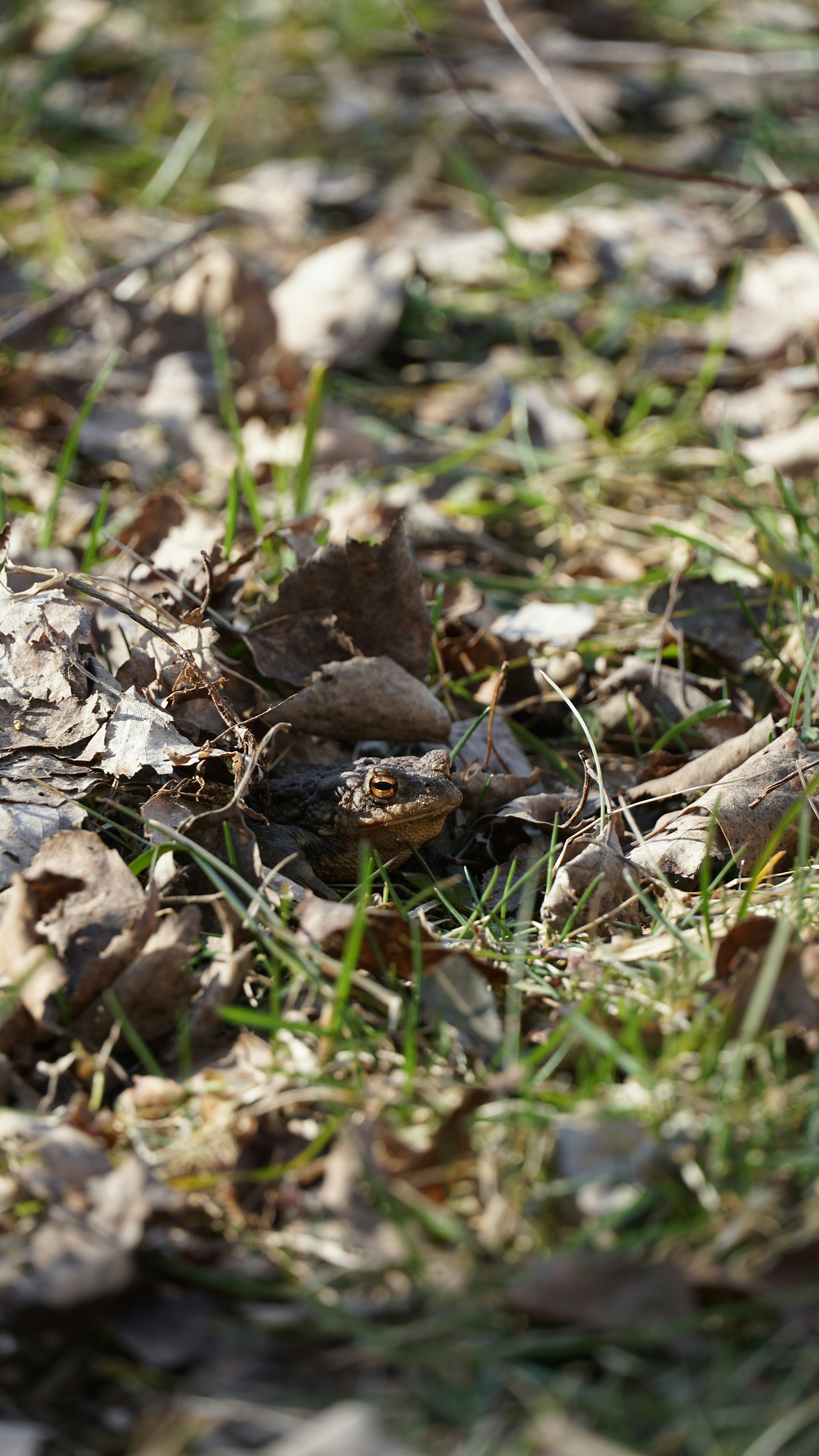 A toad blends into its leafy surroundings. photo – Free Wallpaper Image ...