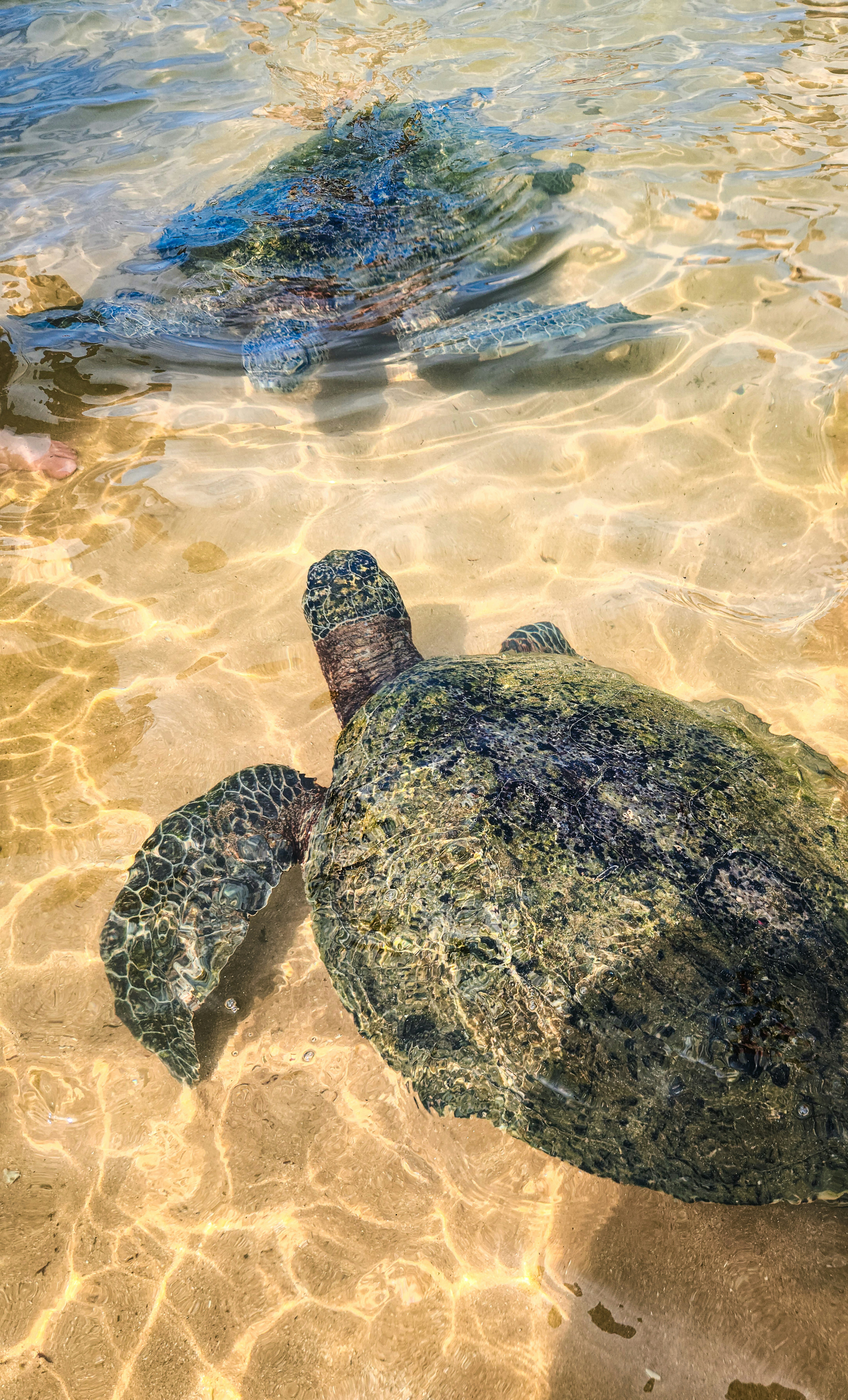 Emerald Reef: Close-Up of a Sea Turtle Beneath Sunlit Waters