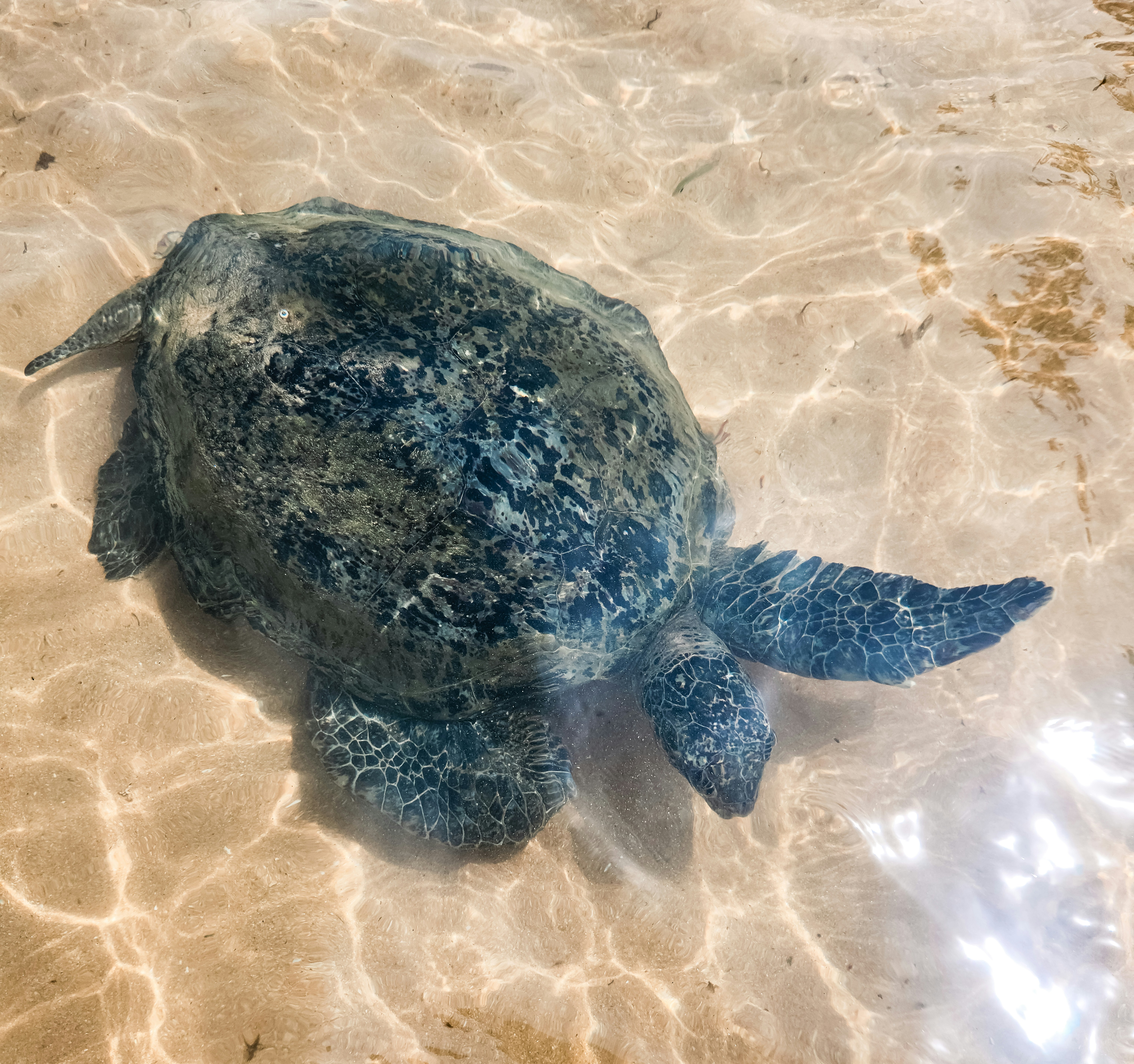 A sea turtle swims calmly in shallow water. photo – Free Sea Image on ...