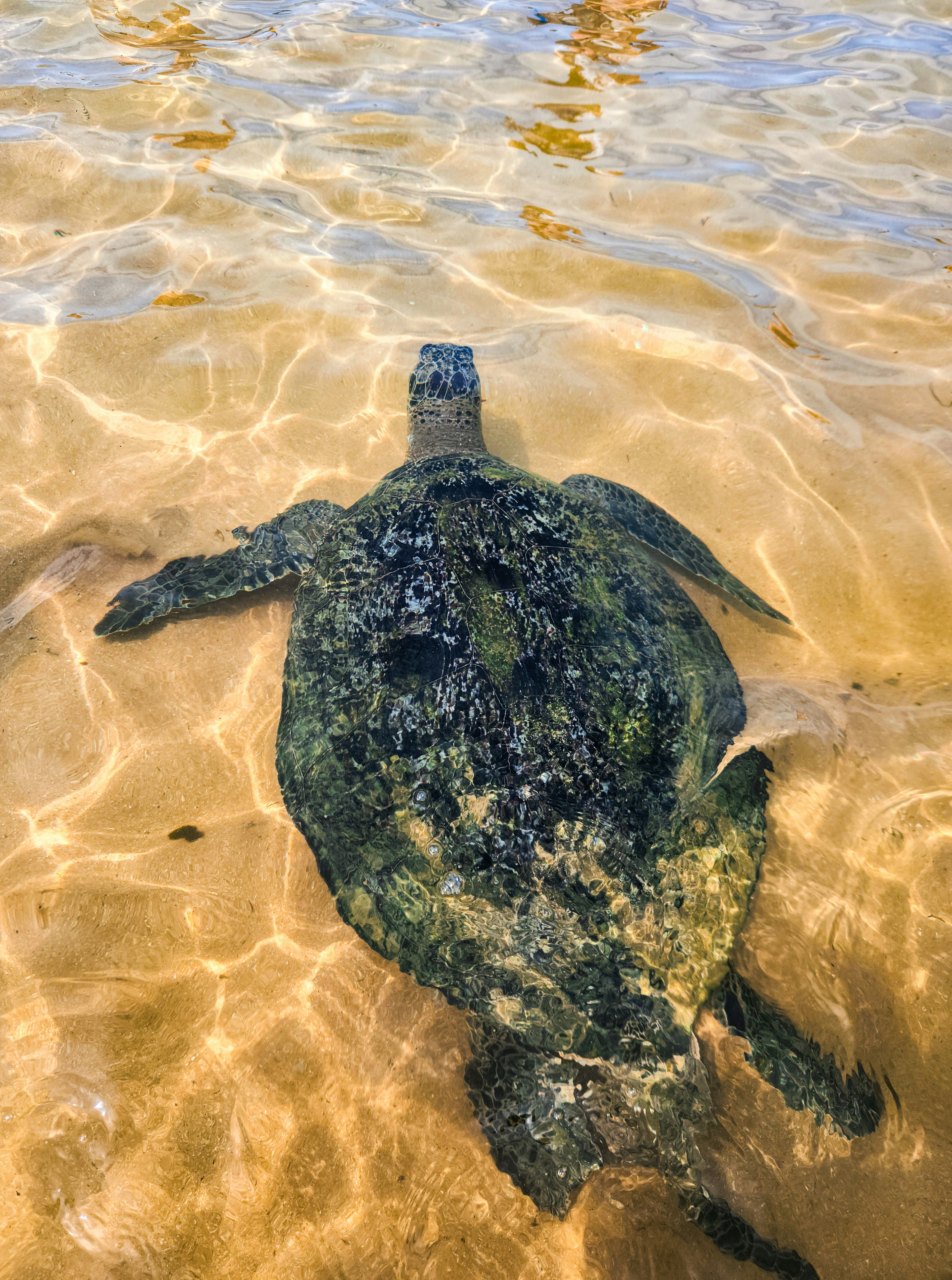 A sea turtle swims in shallow, clear water. photo – Free Sea Image on ...