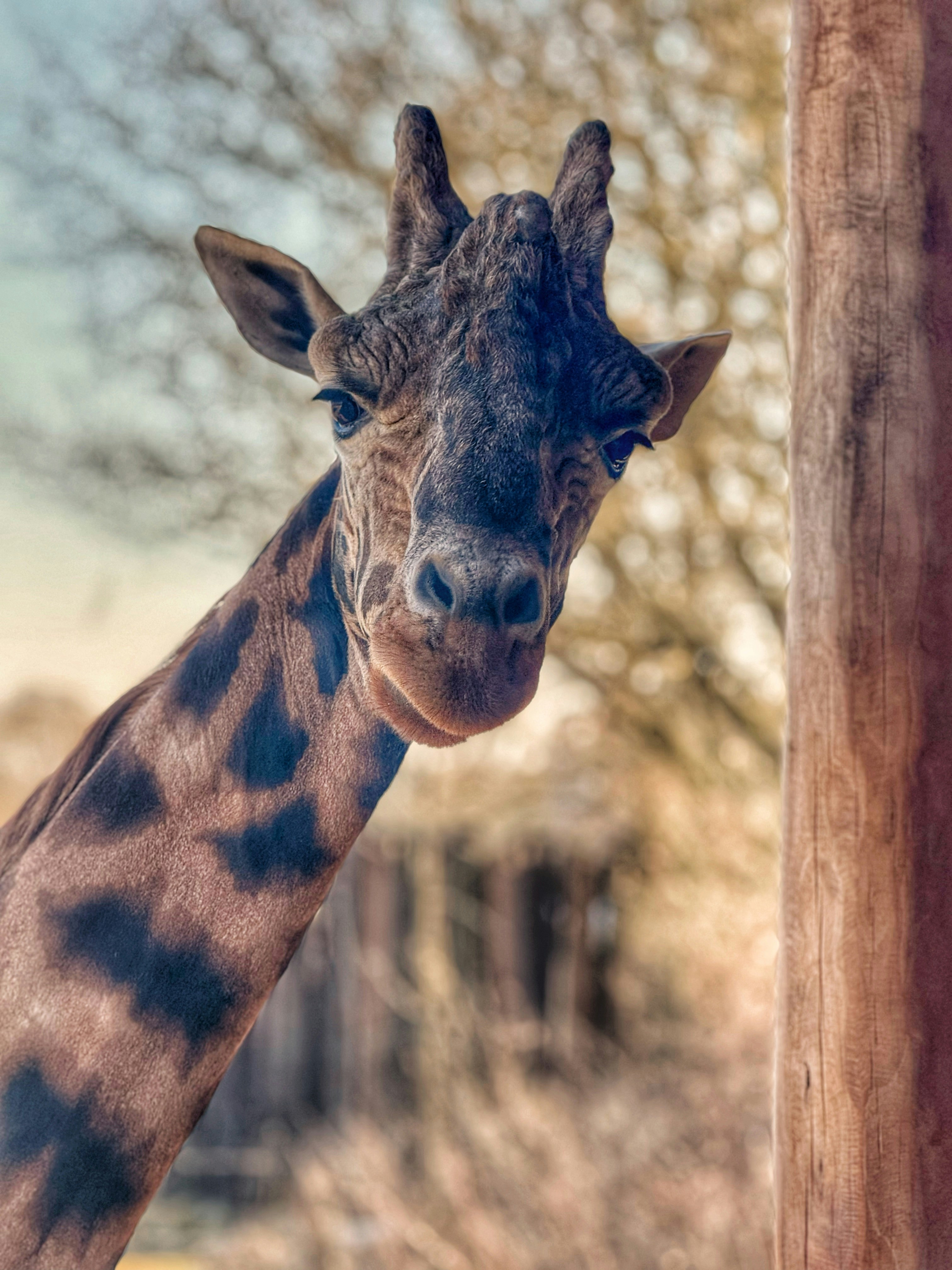 Giraffe Portrait Between Wood and Light