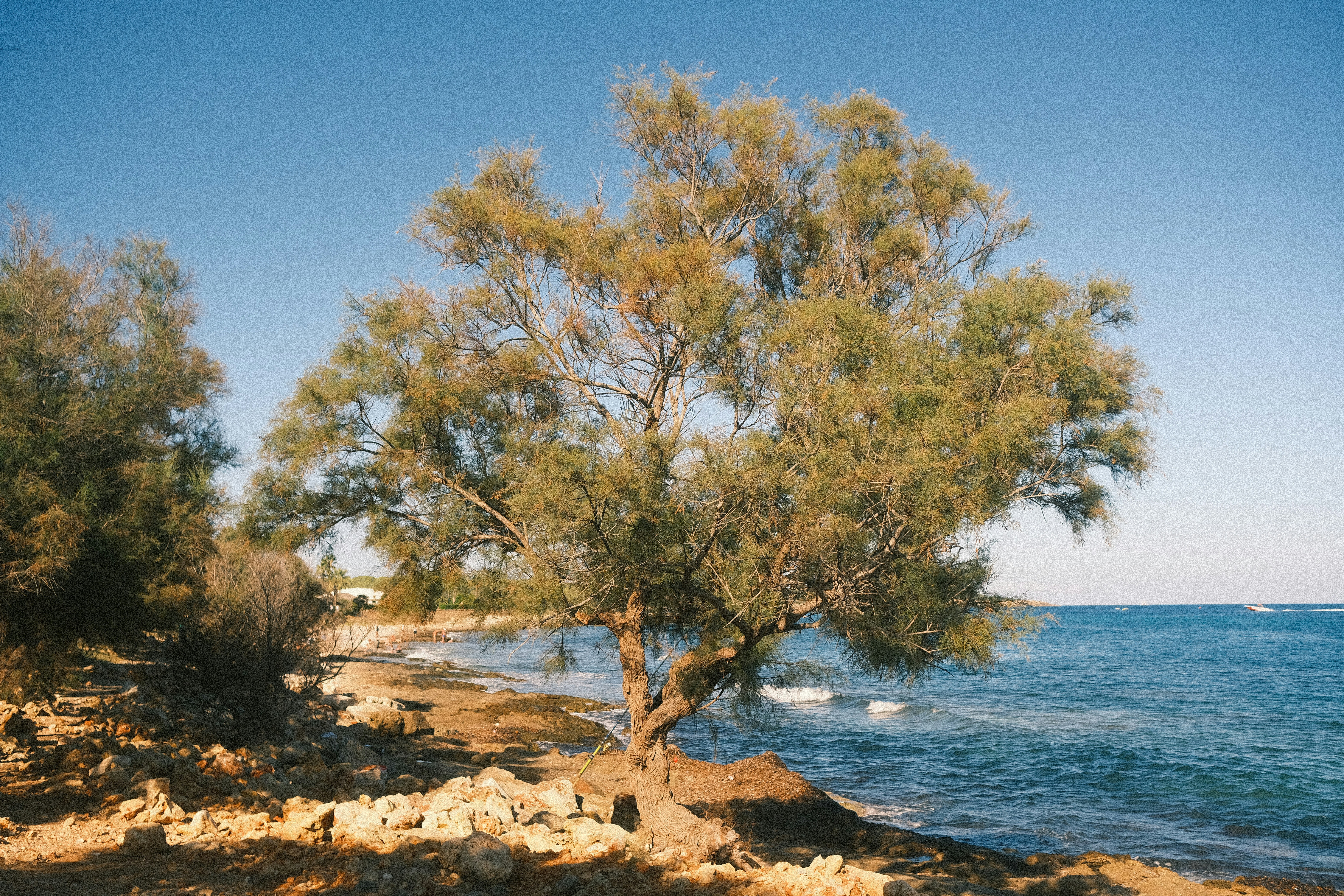 Tree by the sea under a clear blue sky. photo – Free Sea Image on Unsplash