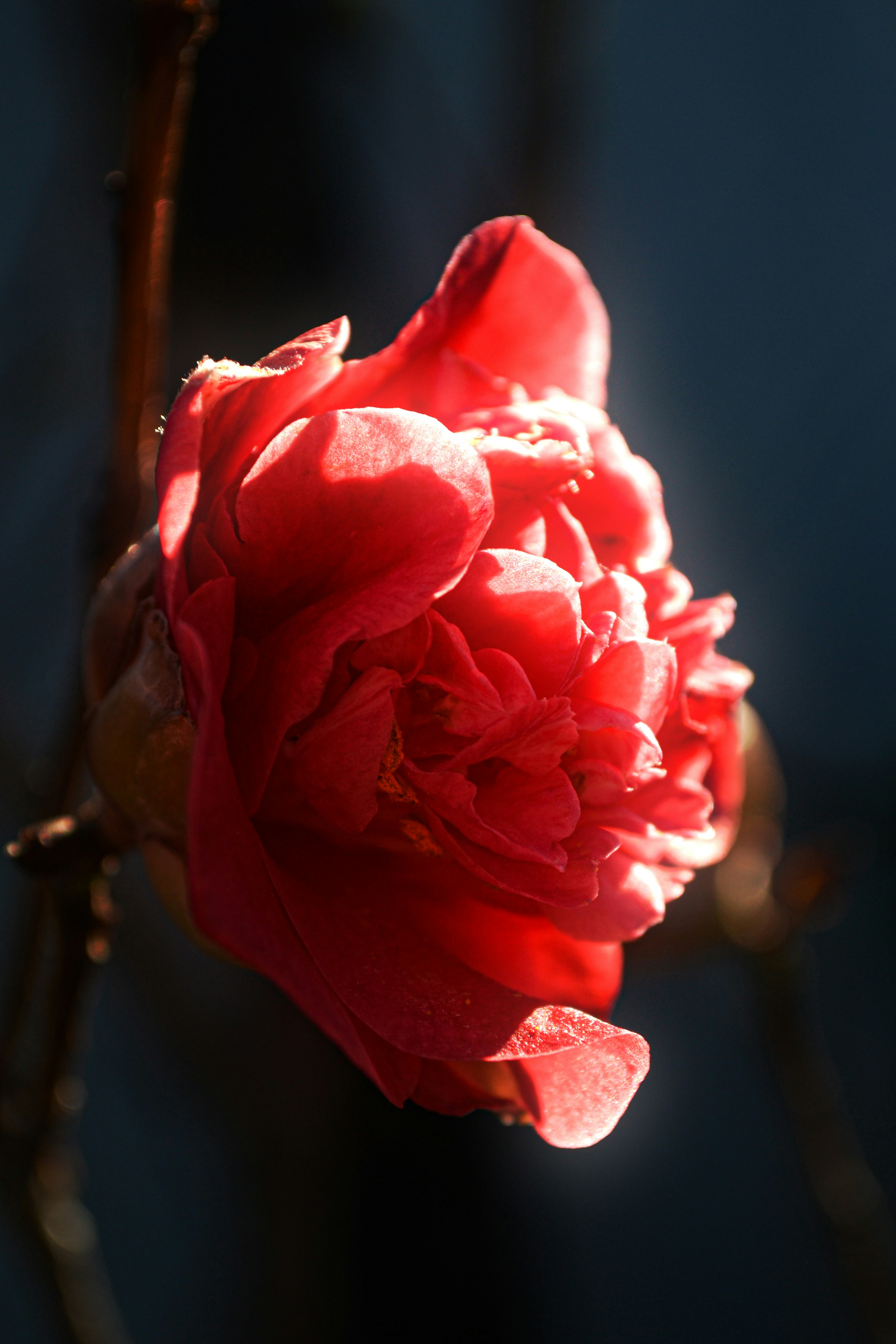 A red rose, lit by the sun. photo – Free Flower Image on Unsplash
