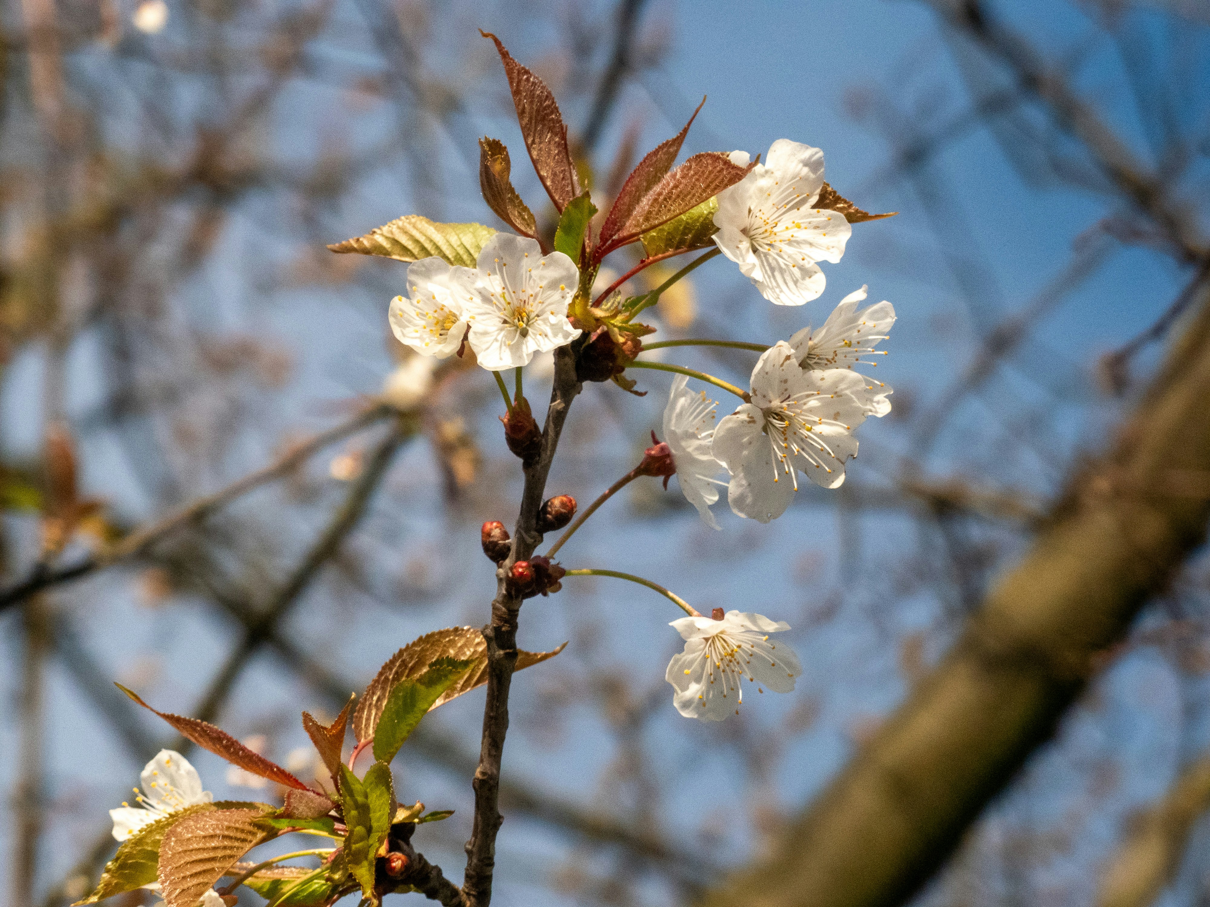 Cherry blossoms bloom in springtime. photo – Free Image on Unsplash