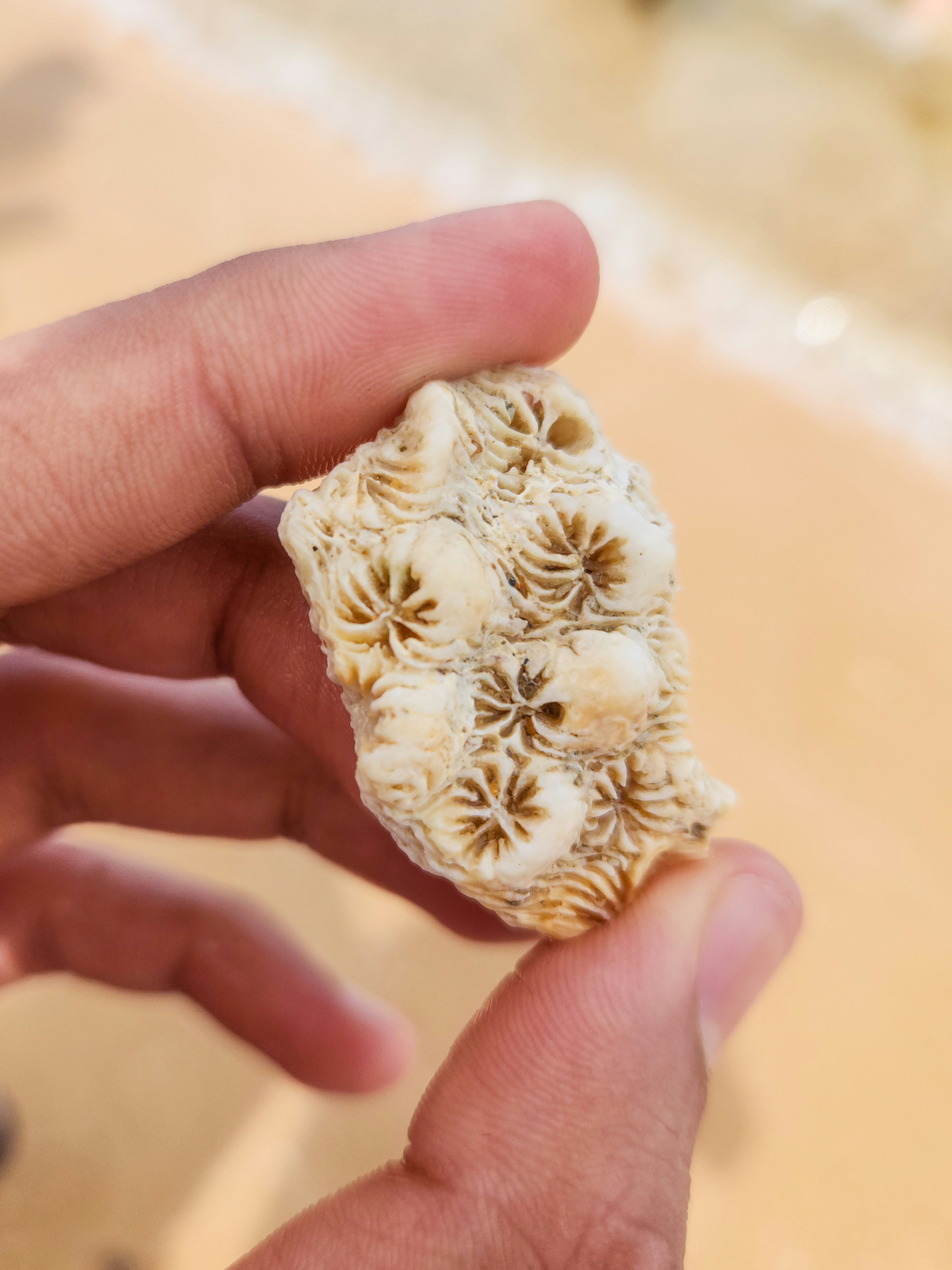 Hand-held coral fragment: star-patterned polyps lit by beach sun