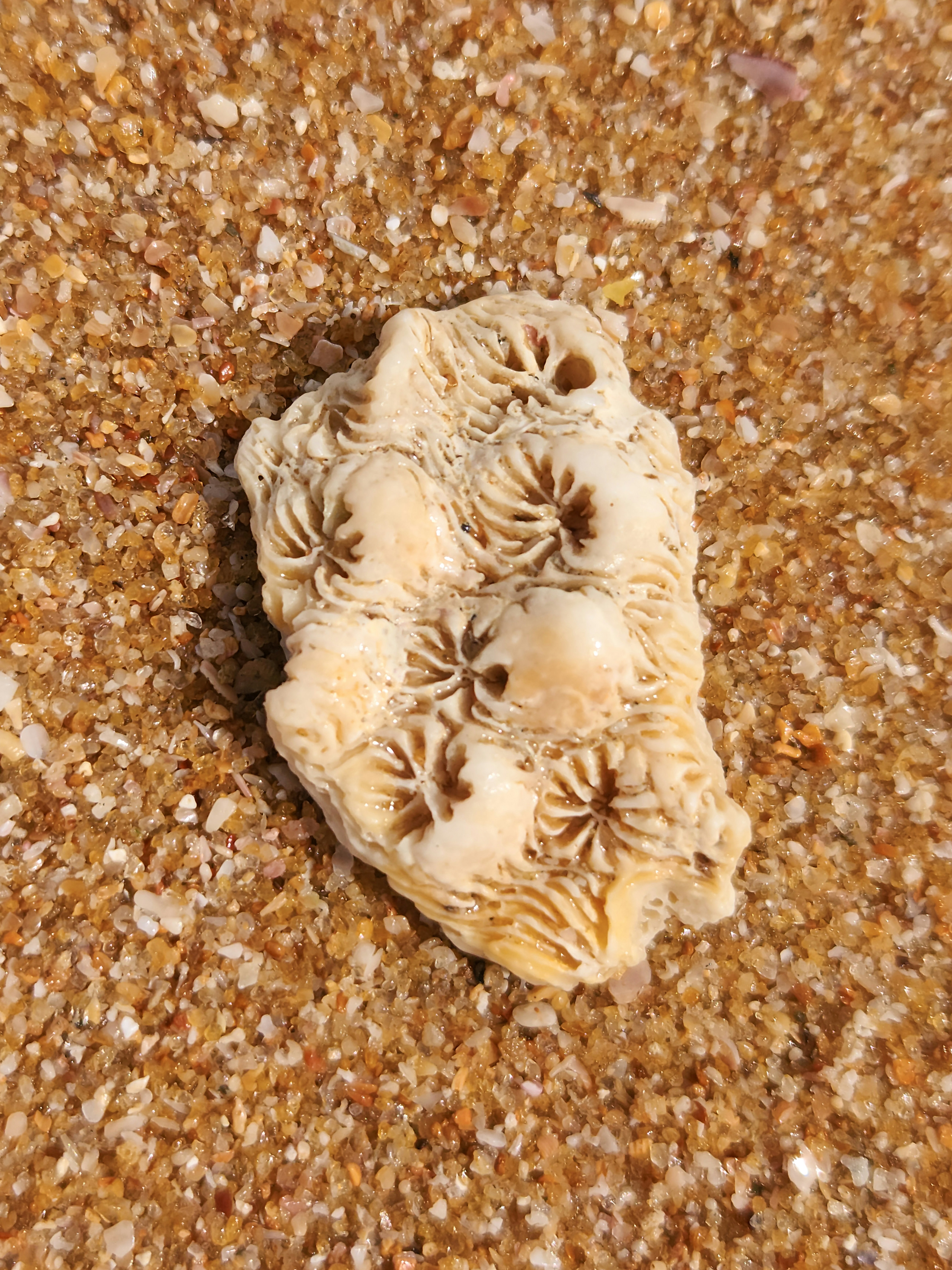 A piece of coral rests on sandy beach. photo – Free Texture Image on ...