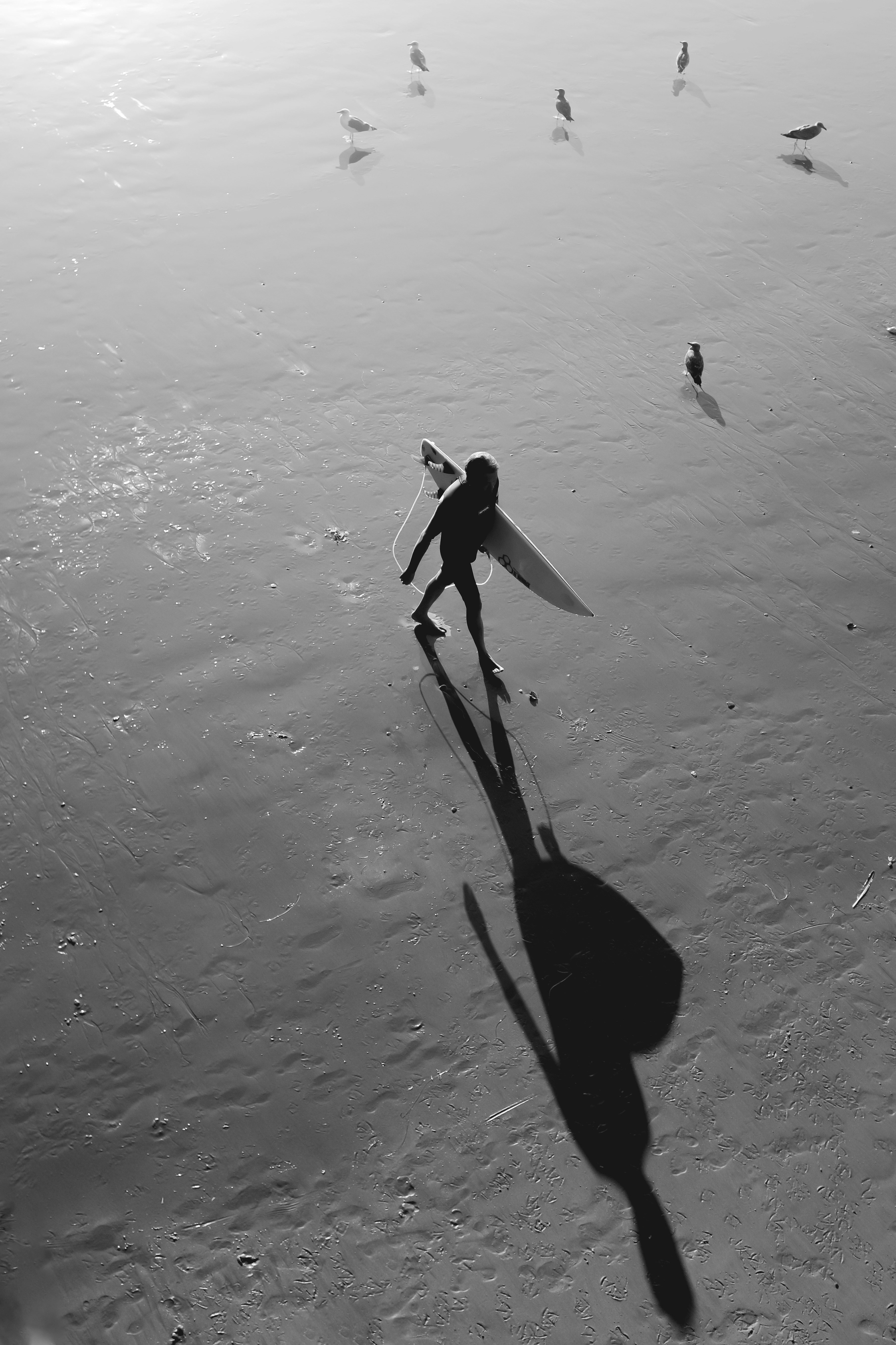 Surfer walking on the beach with a surfboard, casting a long shadow on the sand as seagulls fly overhead.