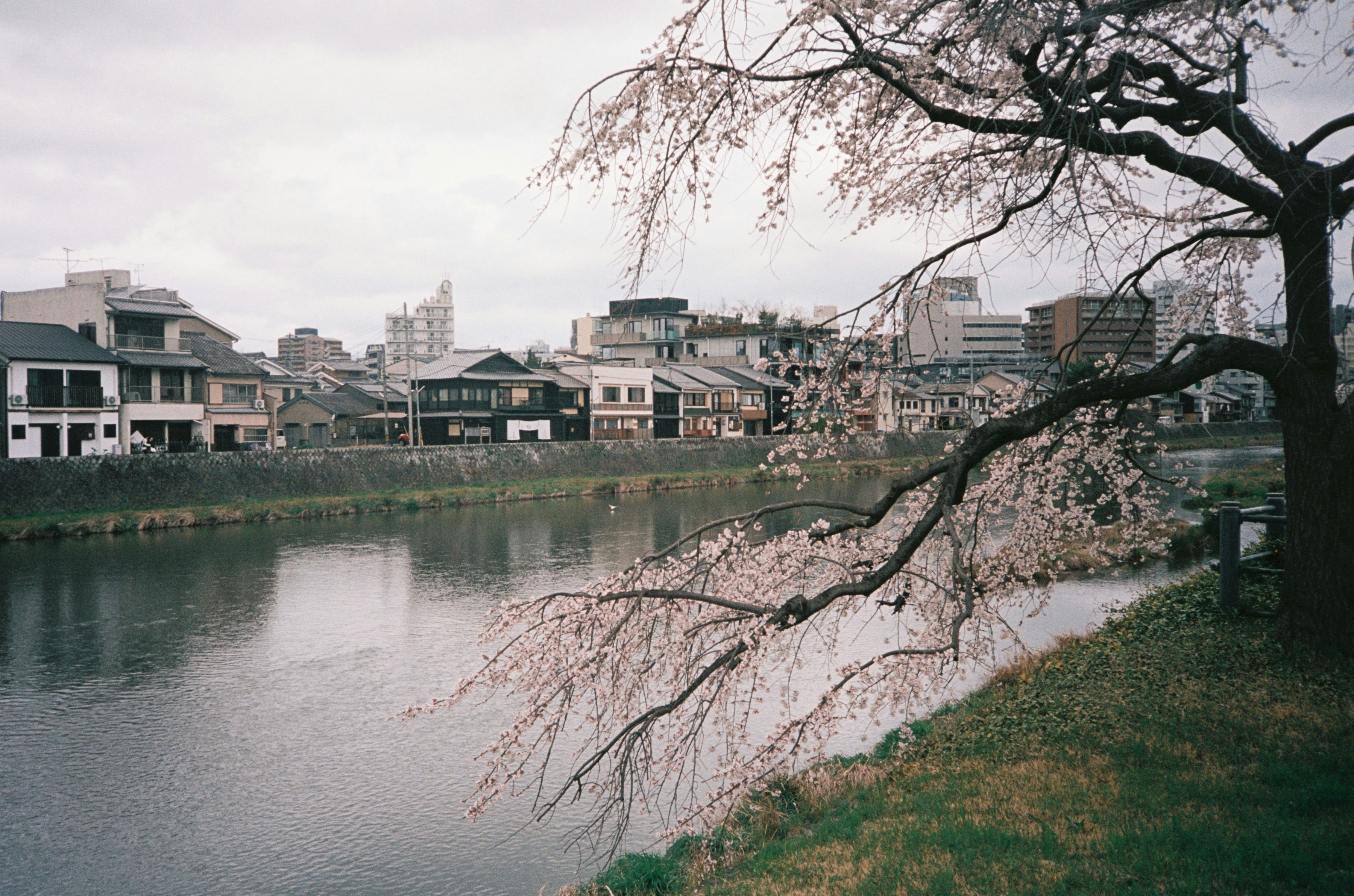 Delicate cherry blossoms cascade over a tranquil river, reflecting the charm of traditional architecture in the background. 