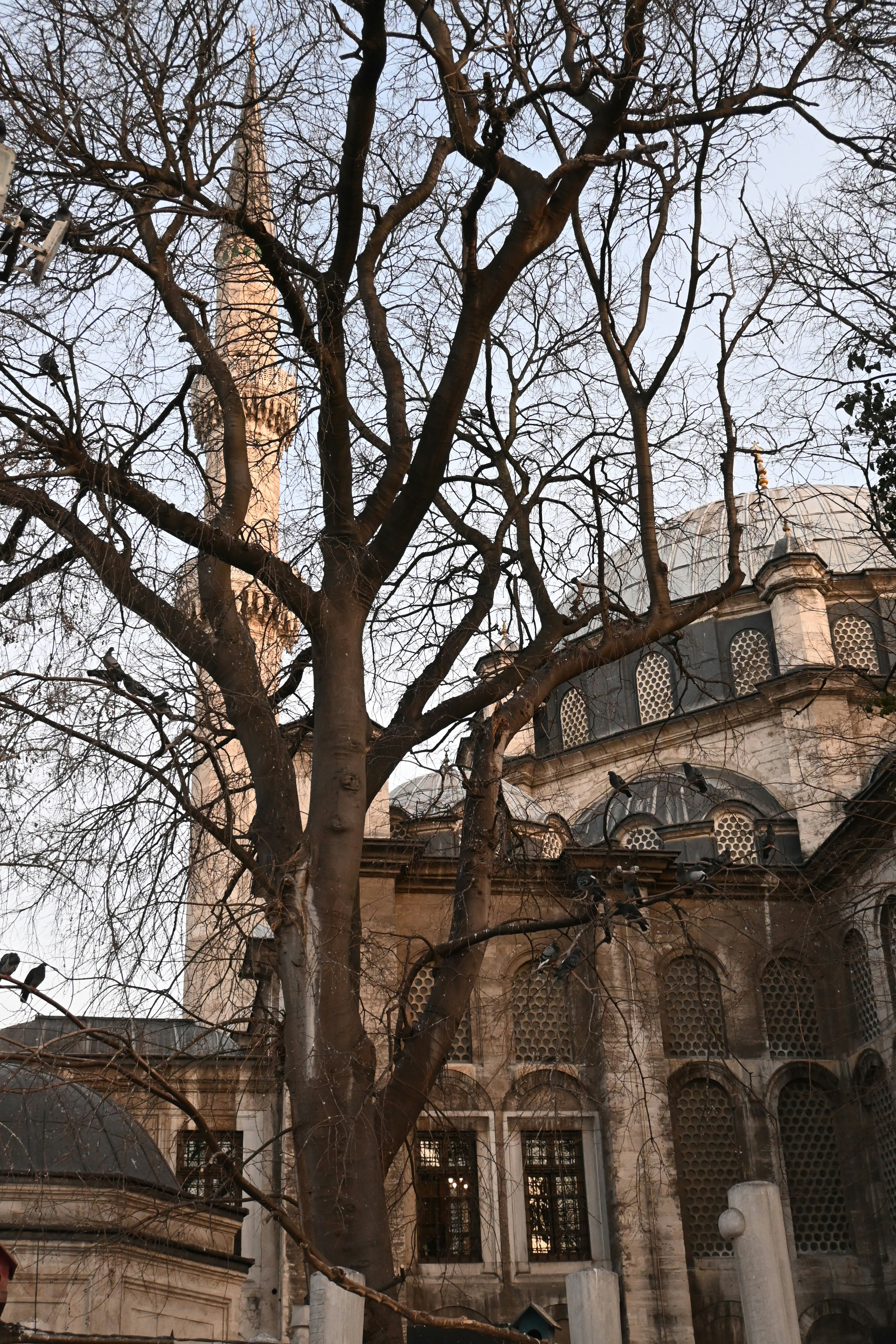 Threatened By Time: A Mosque Facade Veiled by Bare Winter Branches