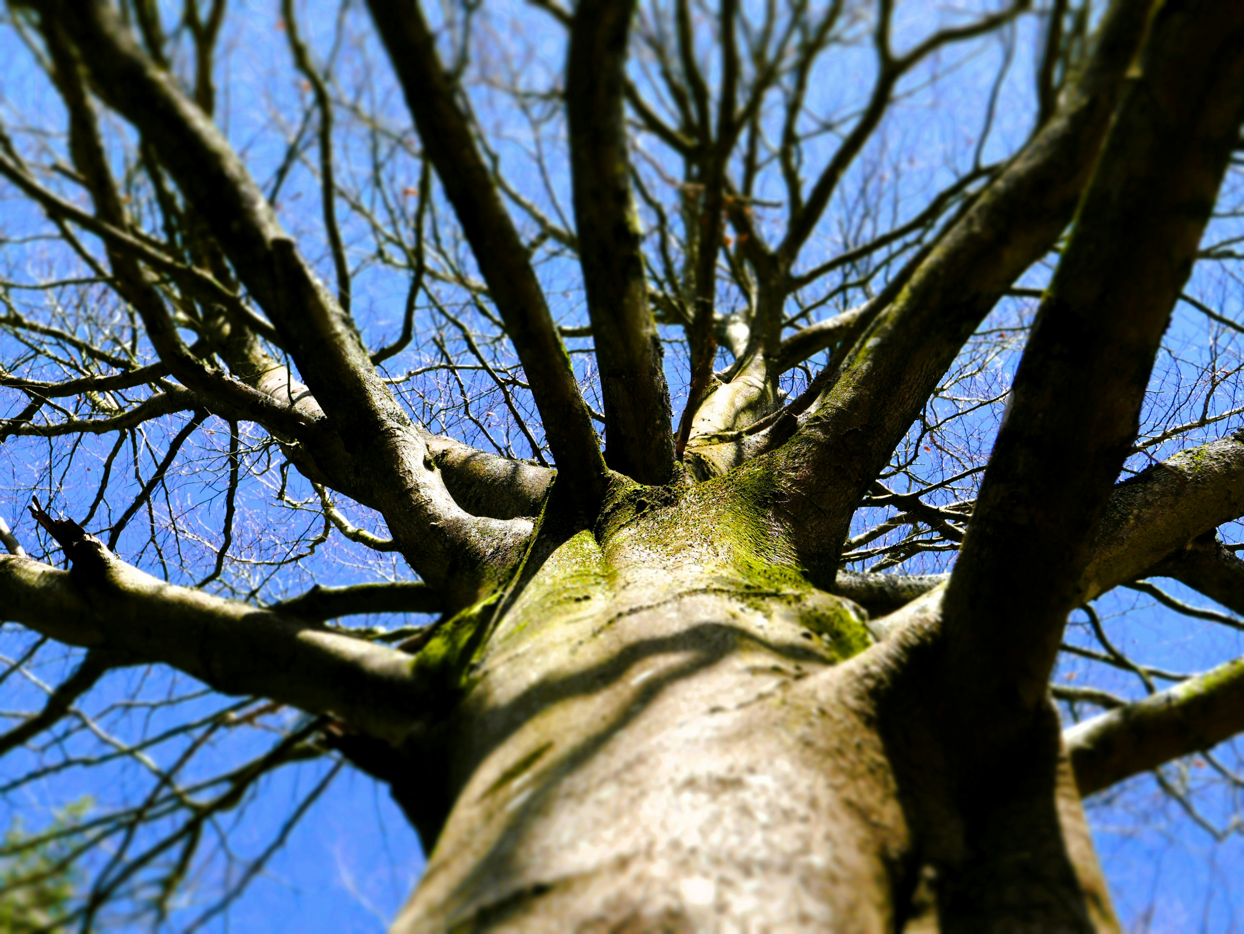 Las ramas de los árboles se extienden hacia el cielo azul brillante. foto – Imagen gratuita en ...
