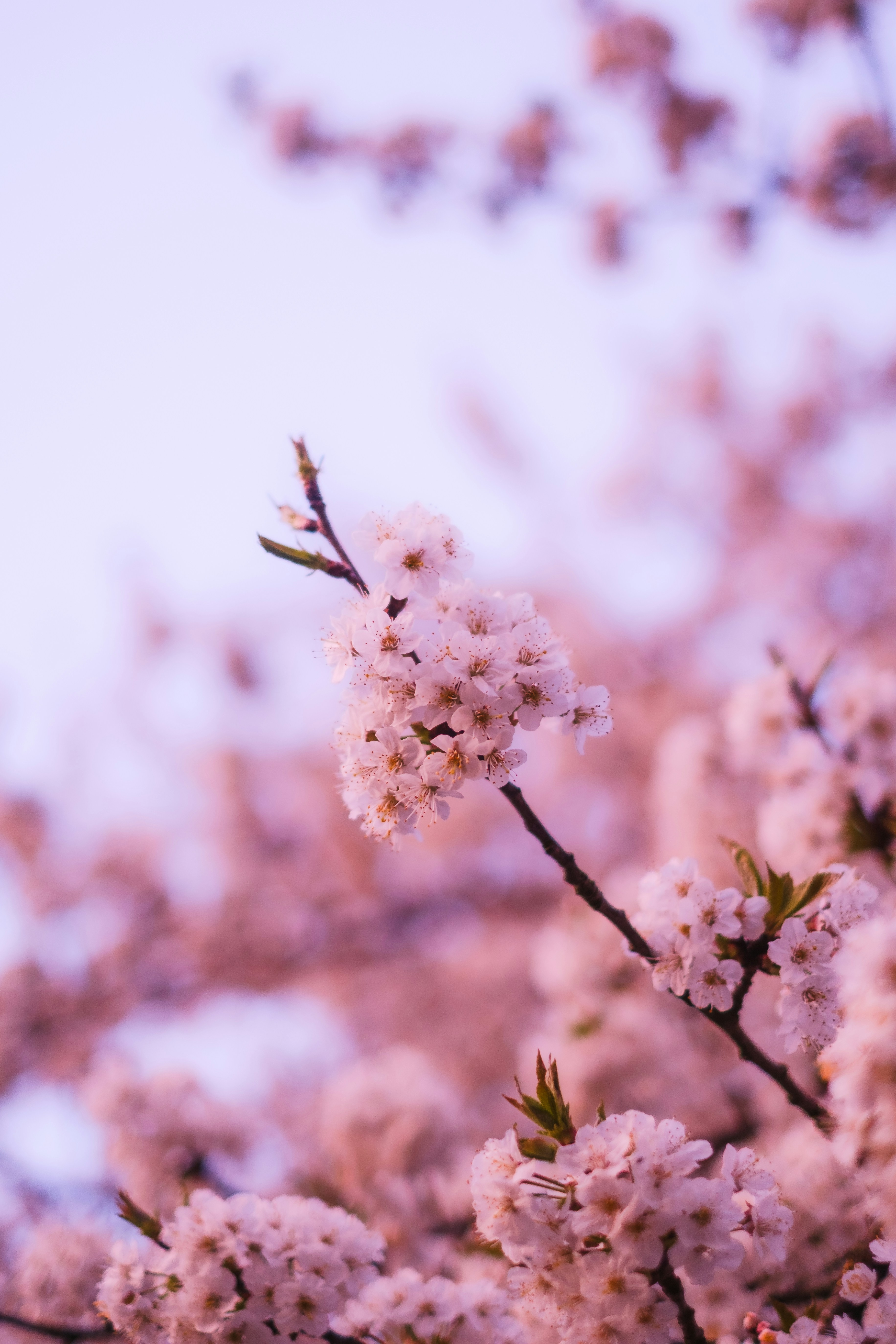 Cherry blossoms are blooming on a tree branch. photo – Free Image on ...