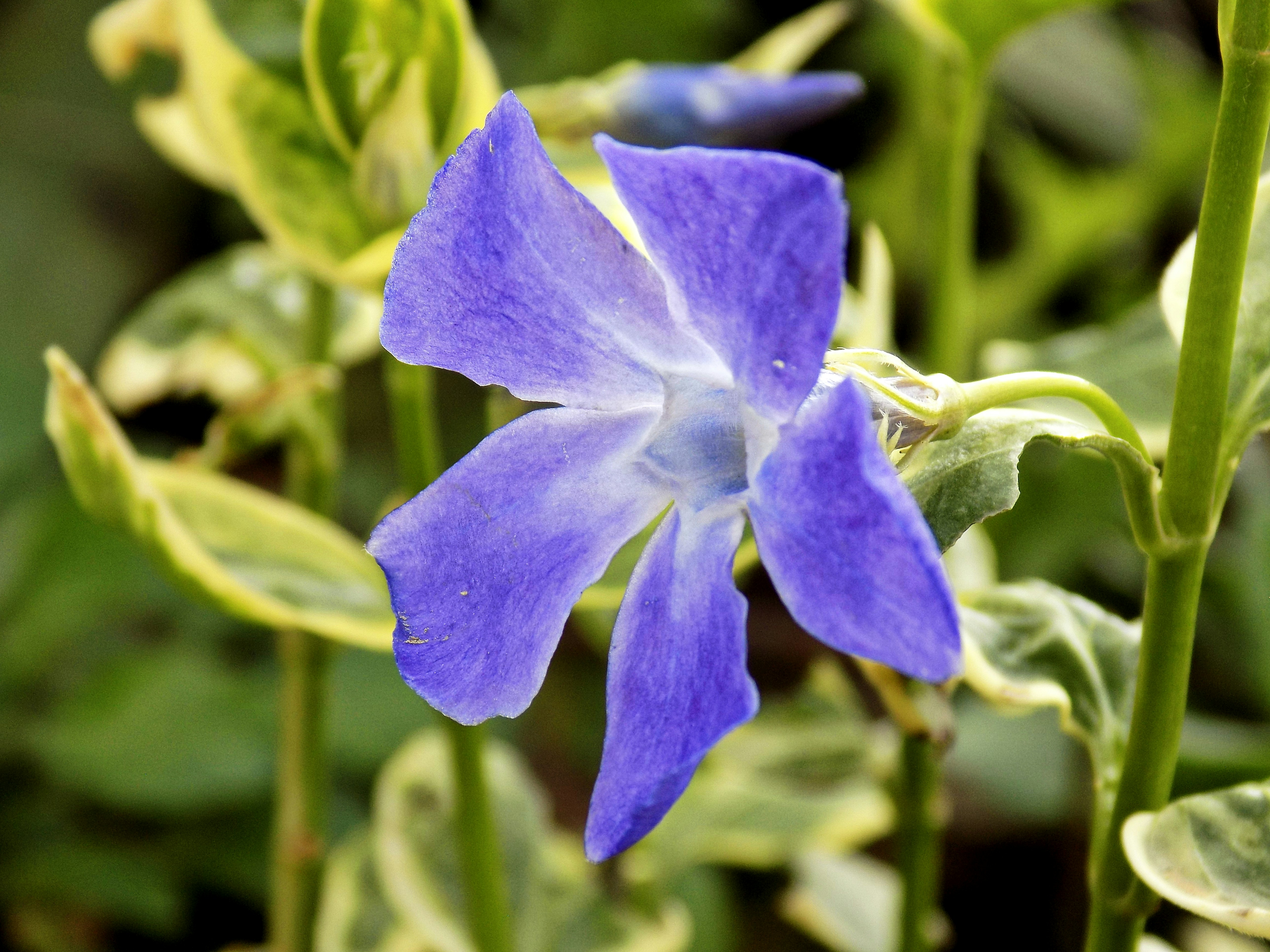 Purple periwinkle flower amidst lush green foliage.