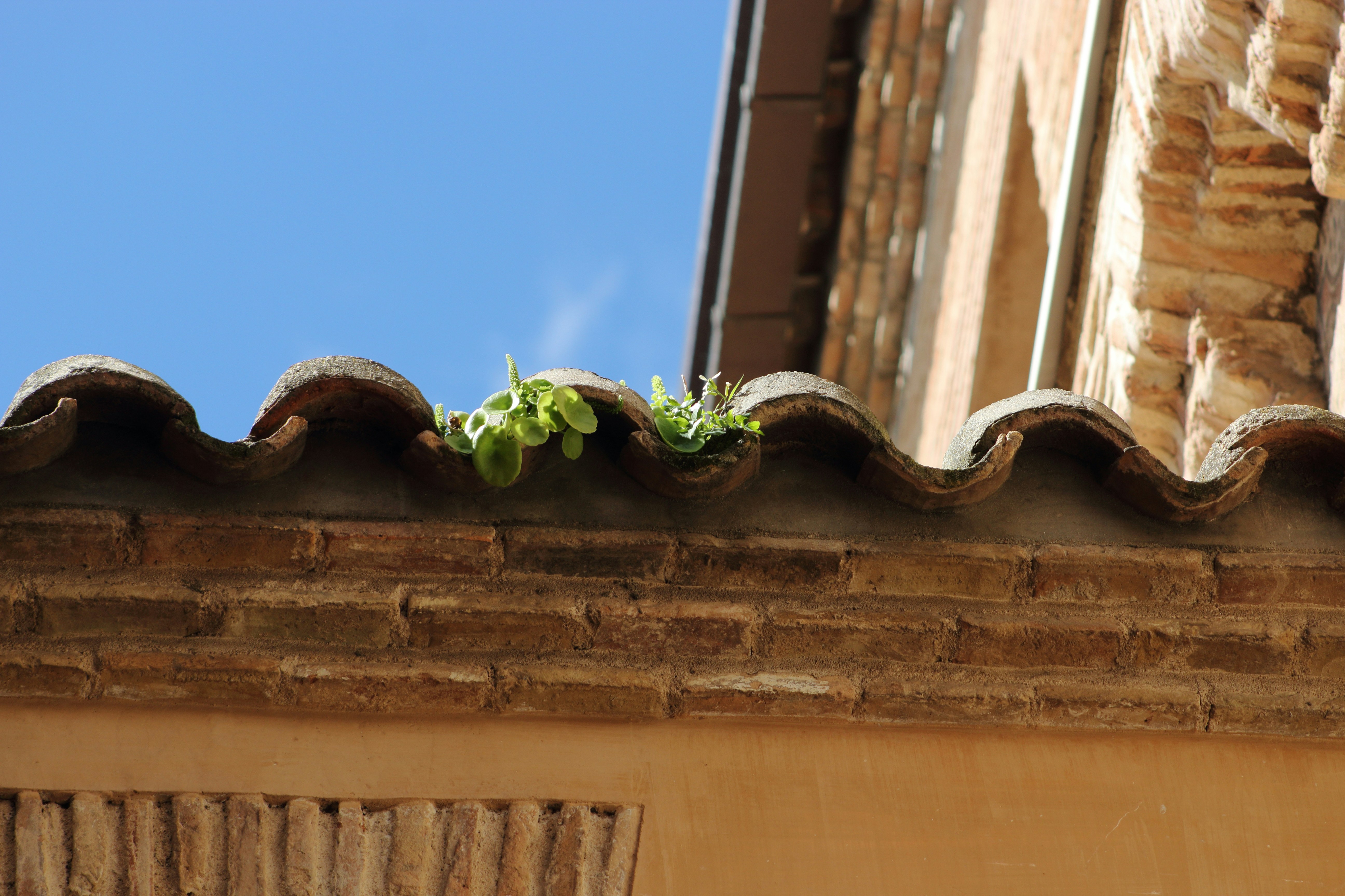 Plants grow from the old roof tiles. photo – Free Venus Image on Unsplash