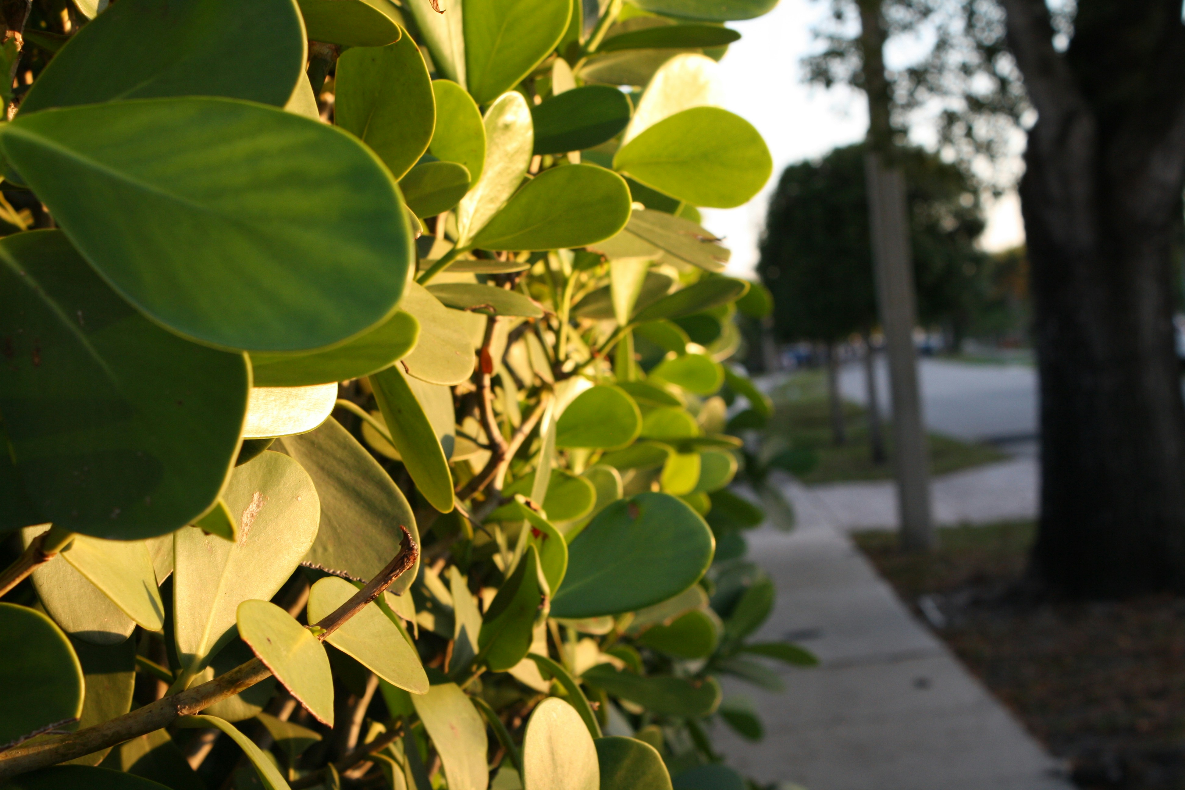 Sunlit shrub leaves lining a quiet sidewalk
