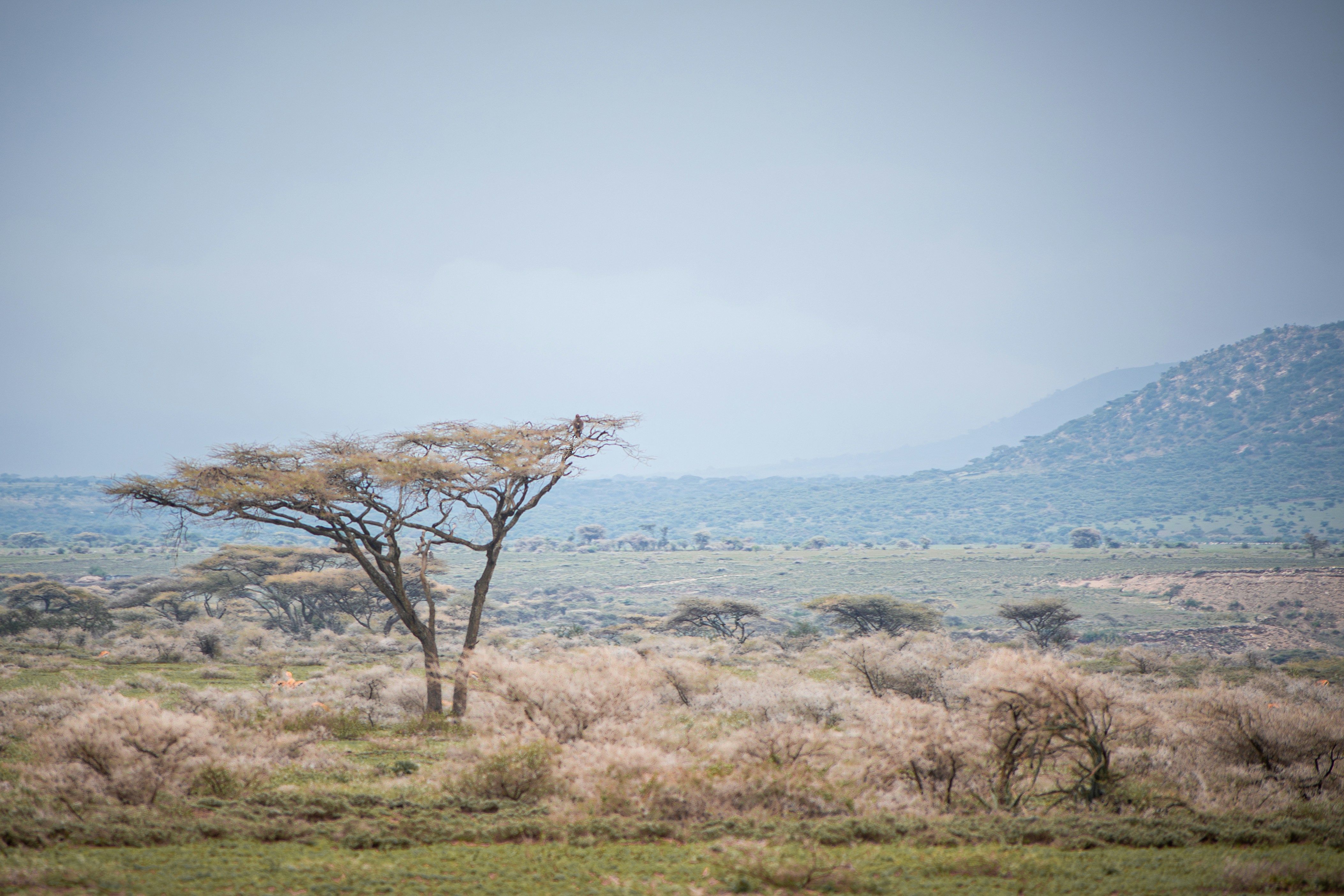 Photo by Leonid Antsiferov with Nikon D500