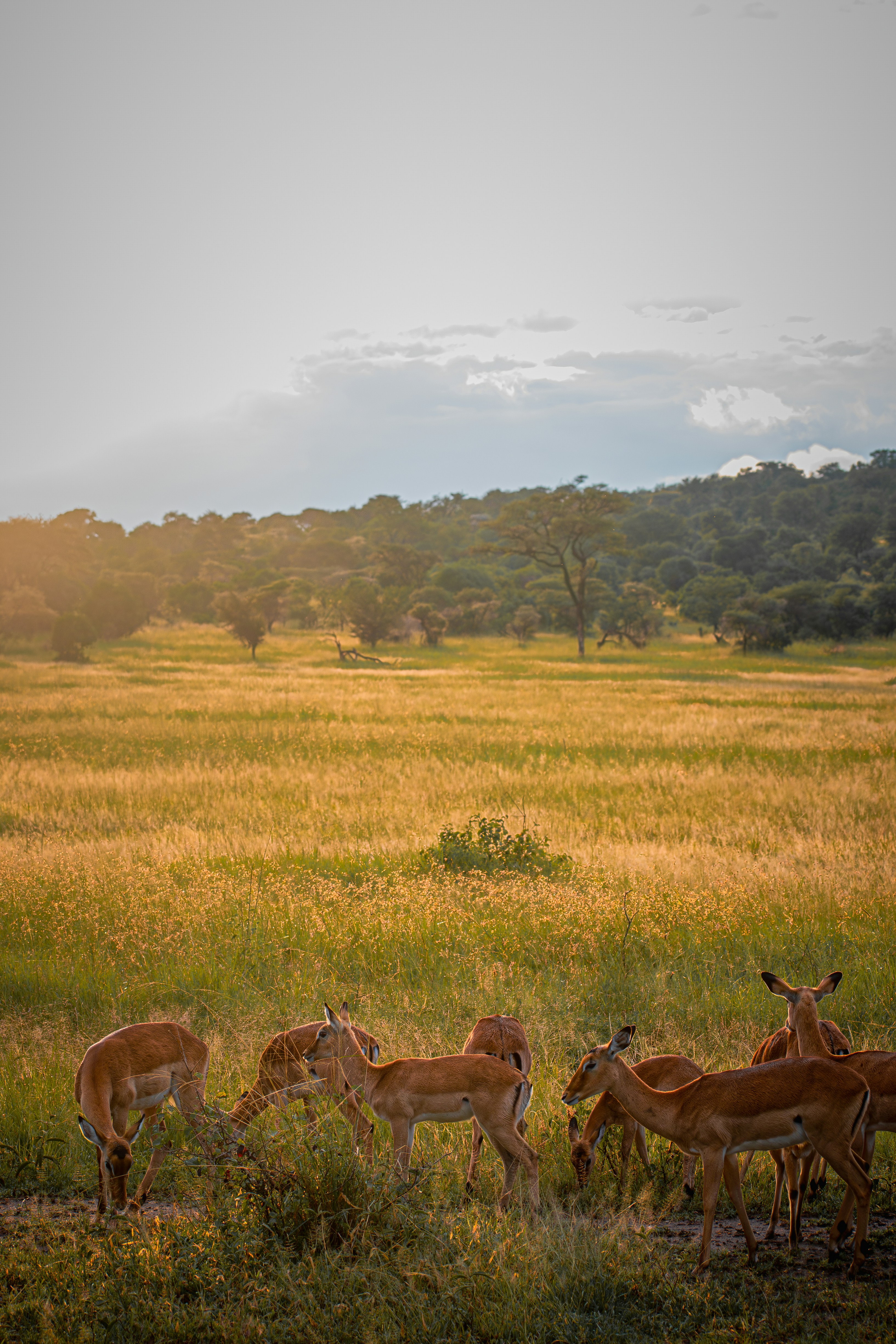 Gilded Grass, Quiet Herd: Impalas at the Edge of Light