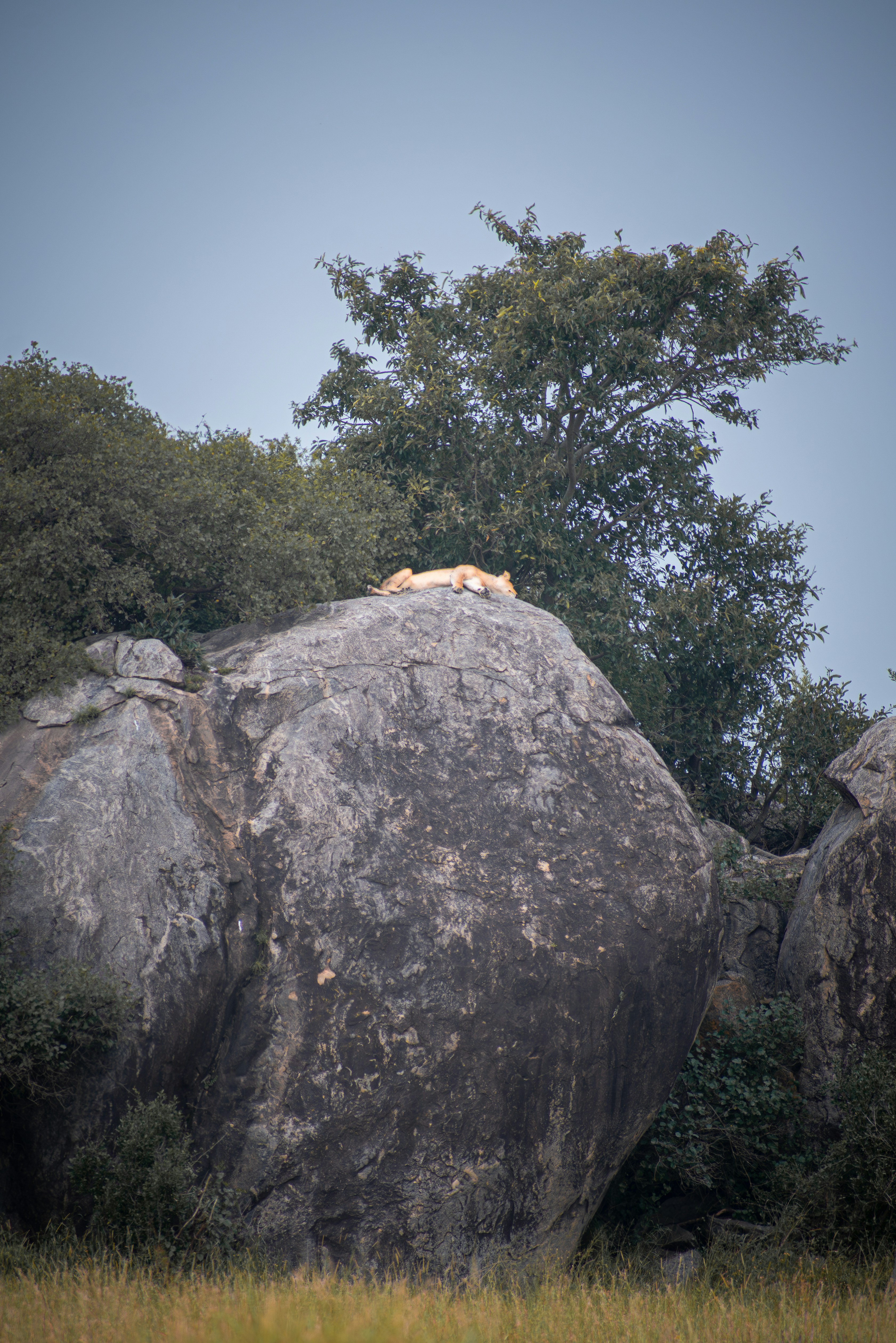 사자 한 마리가 큰 바위 위에서 잠을 자고 있습니다. 사진 – Unsplash의 무료 벽지 이미지