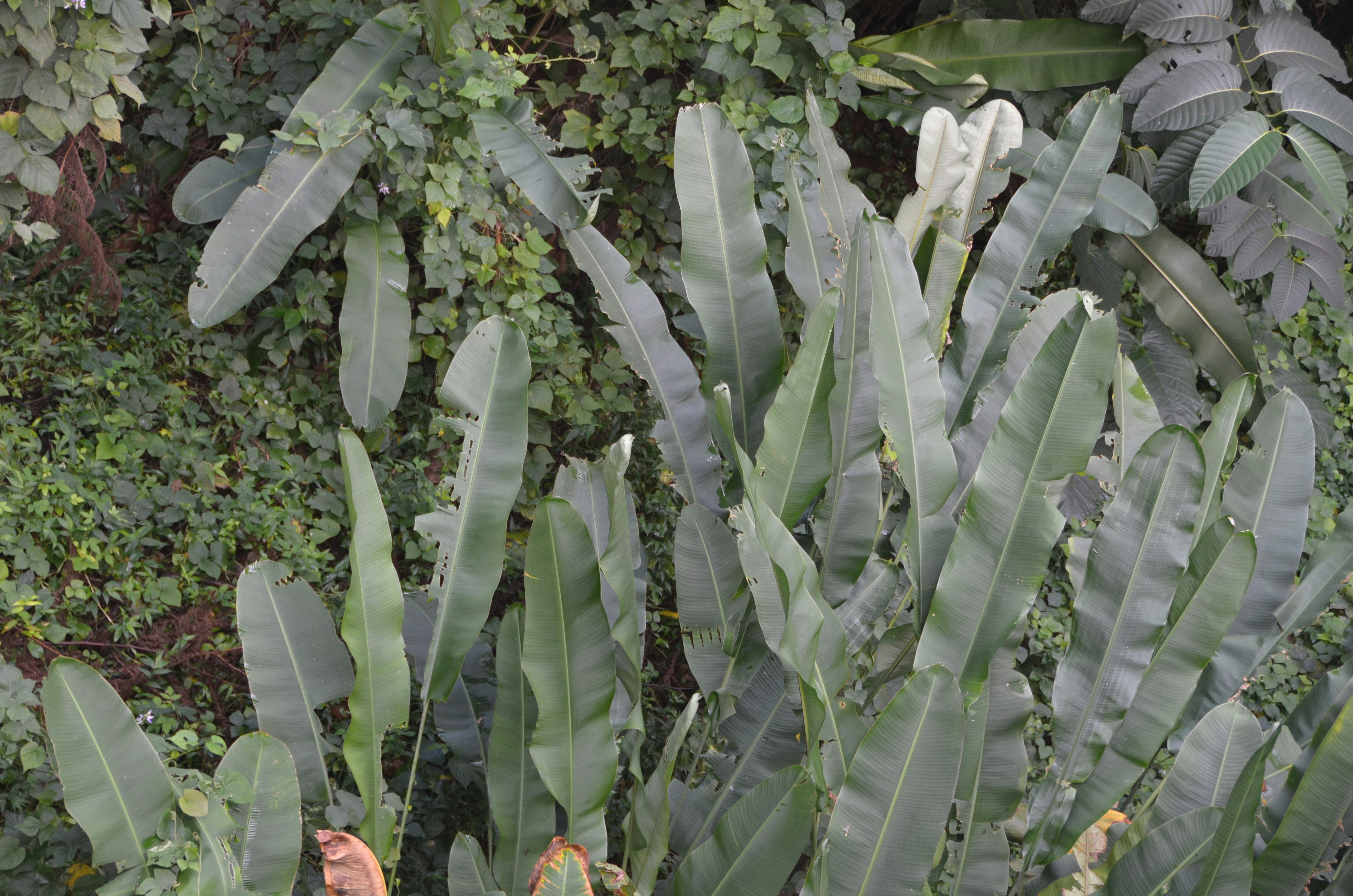 Green foliage and plants fill the image. photo – Free Puerto rico Image ...