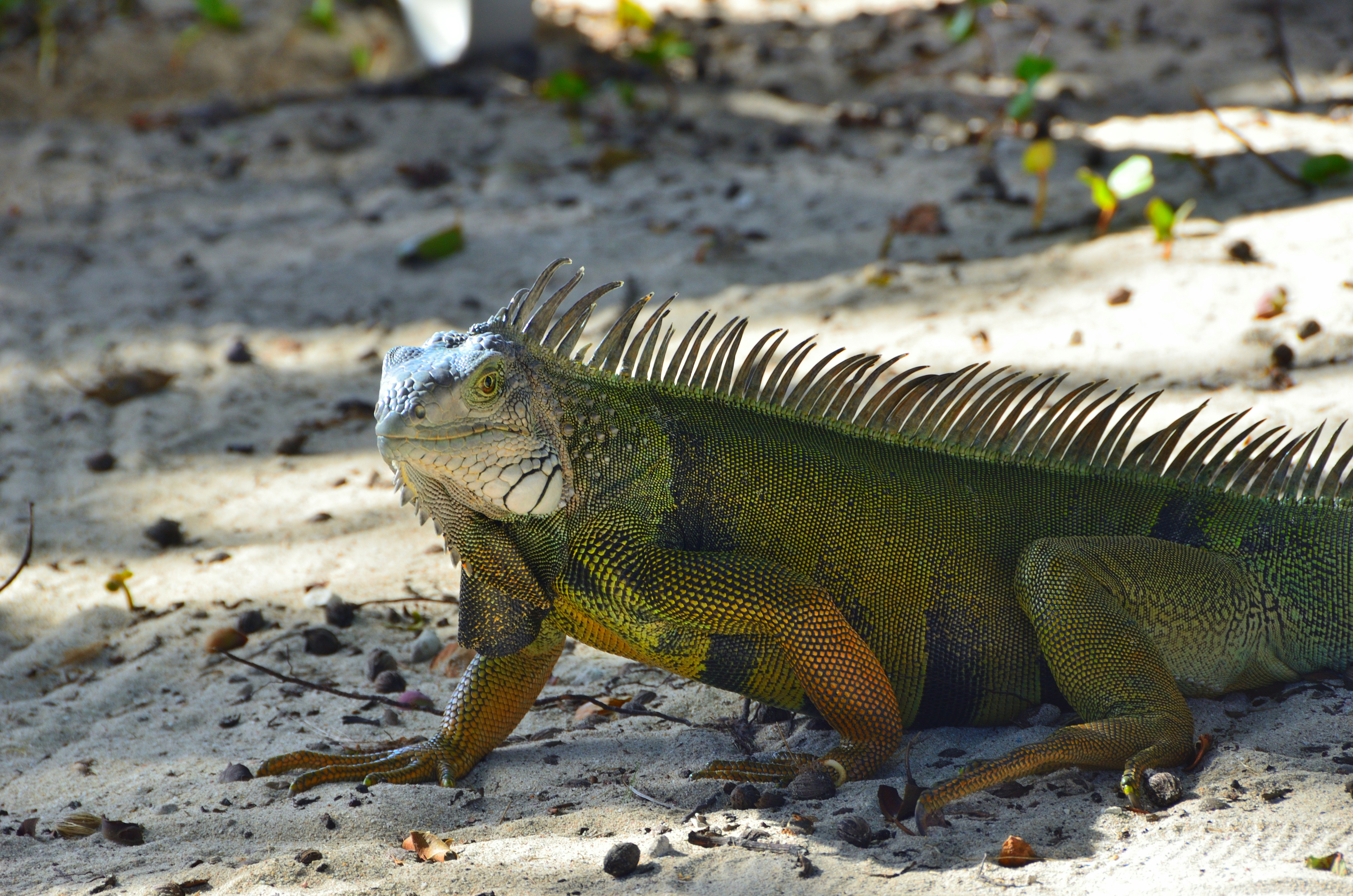 Spined Watcher on Sand: Green Iguana in Sunlit Quiet